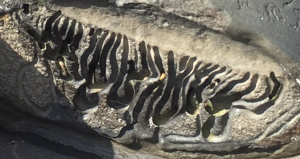 Fossil ID - Fossil ID - The Fossil Forum