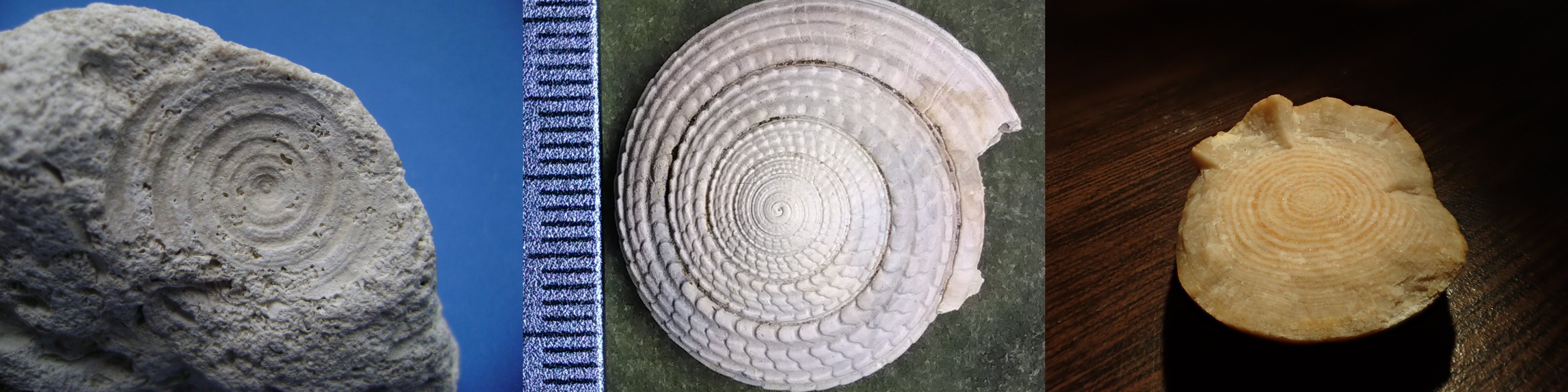 Mold Fossil of Shells? - Fossil ID - The Fossil Forum