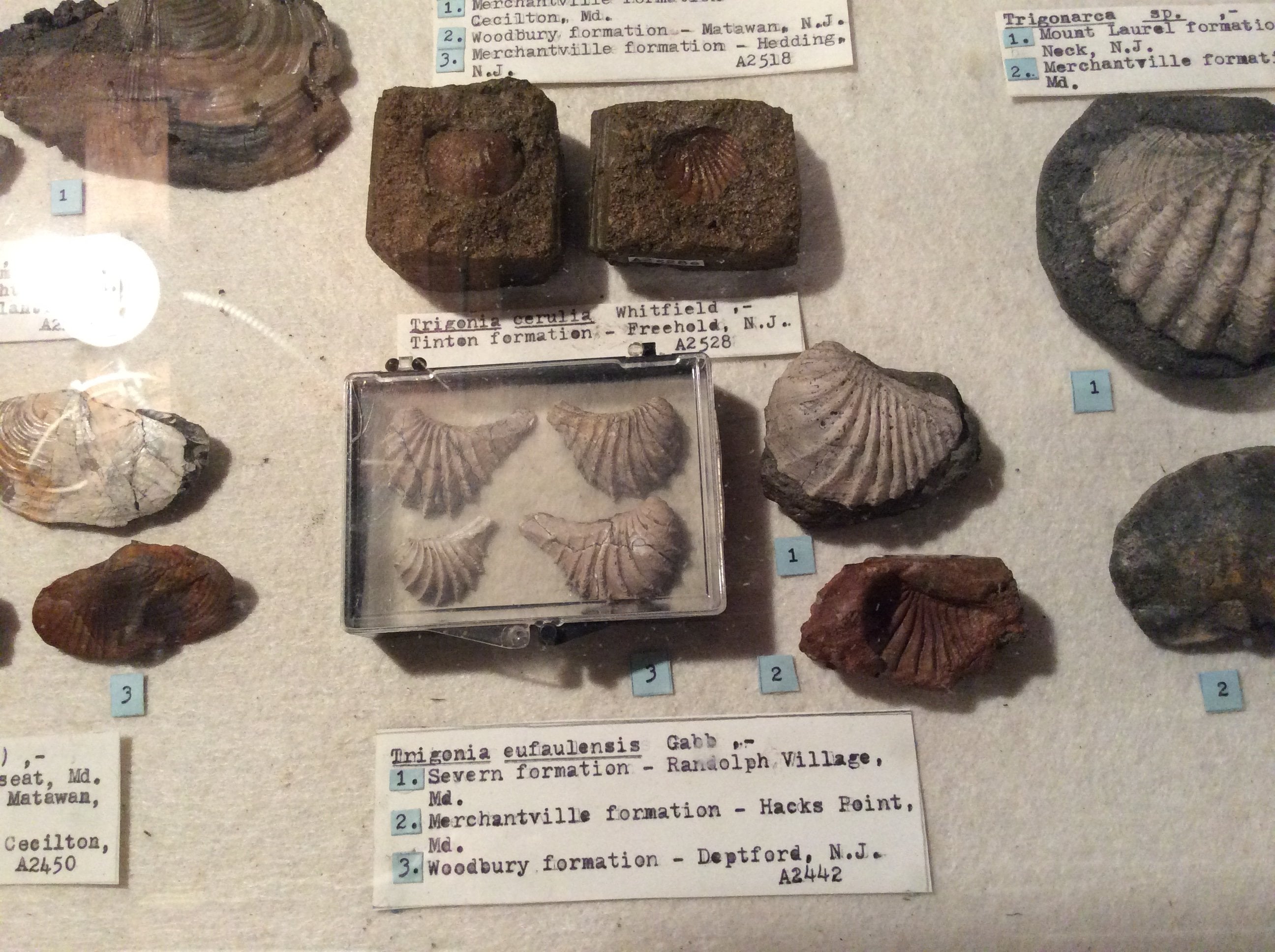 A nice Trigonia - Fossil Hunting Trips - The Fossil Forum