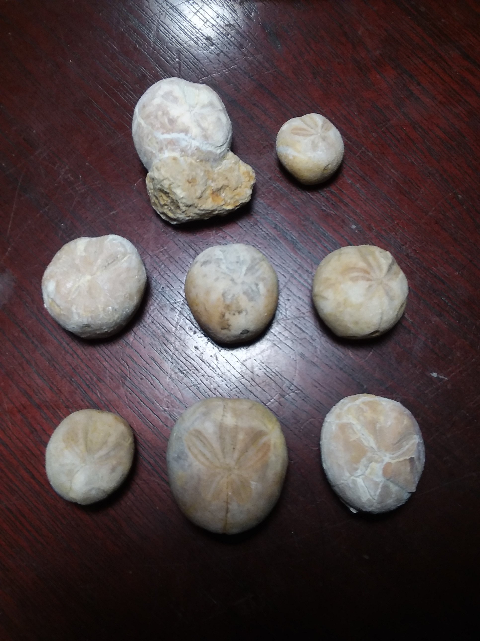 Hemiaster wetherbyi - Fossil ID - The Fossil Forum