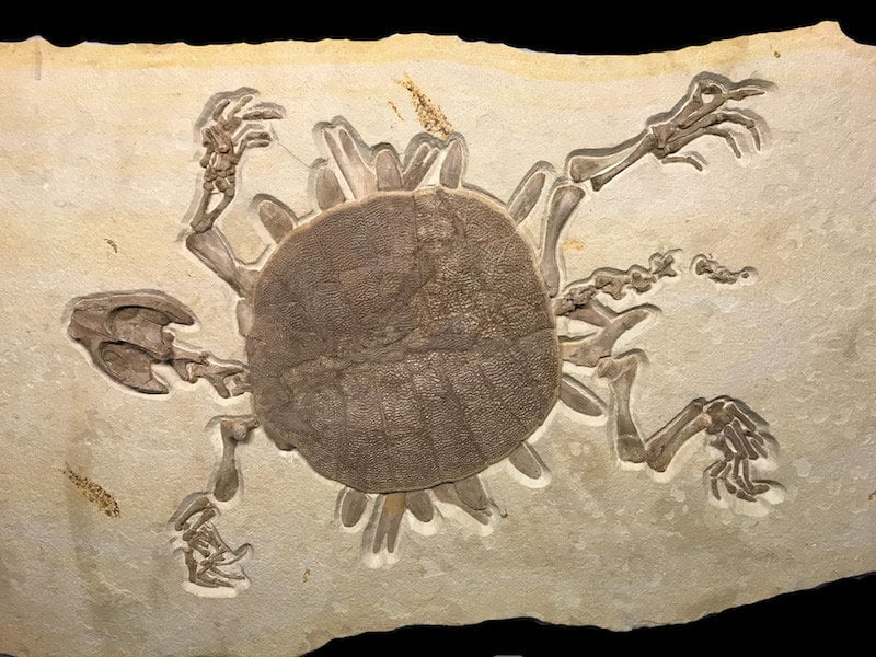 Apalone heteroglypta - Amphibians & Reptiles - The Fossil Forum