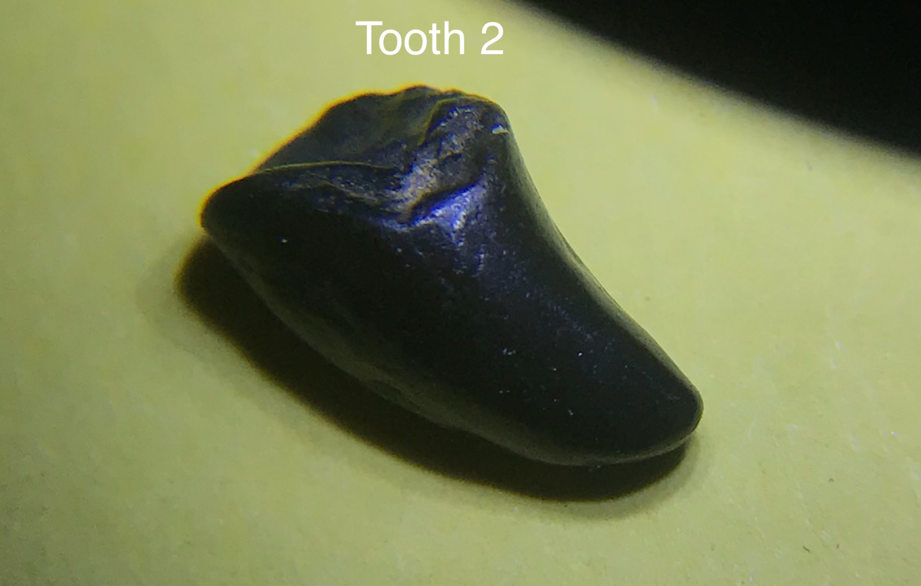 Small teeth id - Fossil ID - The Fossil Forum