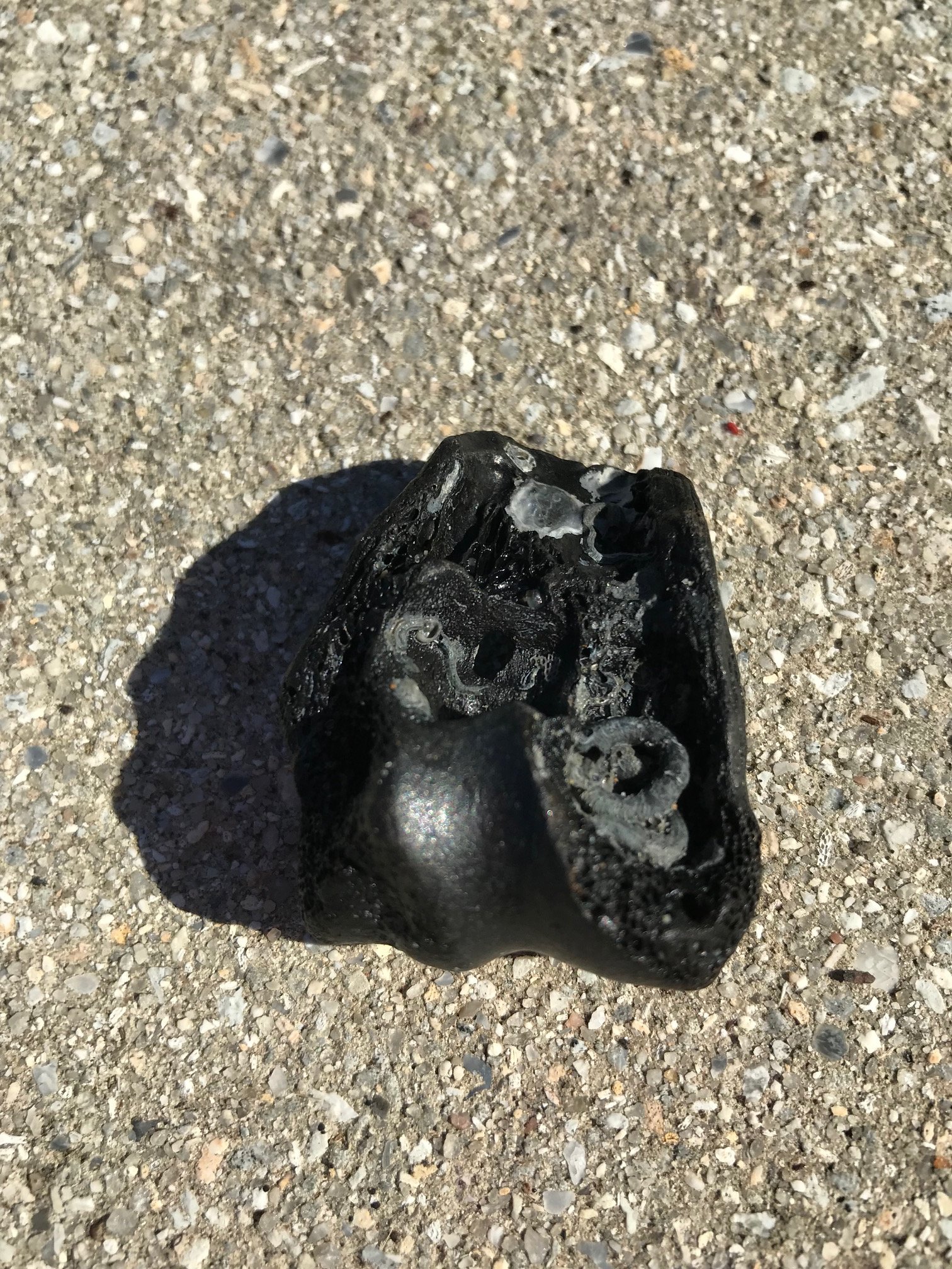 Bone joint? - Fossil ID - The Fossil Forum