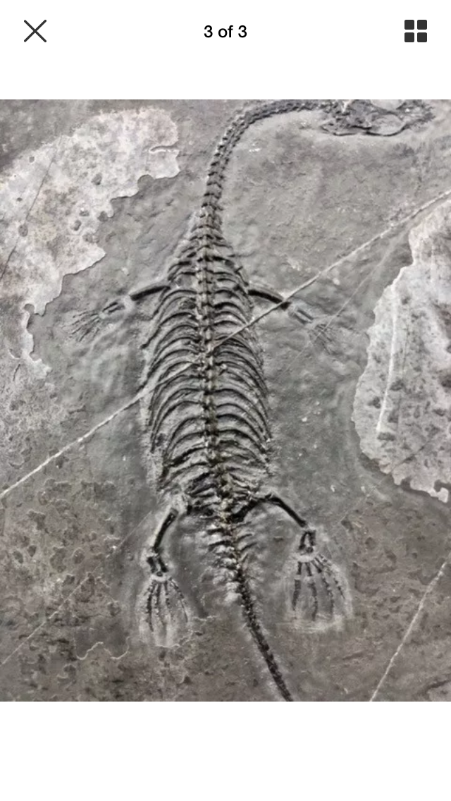 Keichousaurus - Is It Real? How to Recognize Fossil Fabrications - The ...