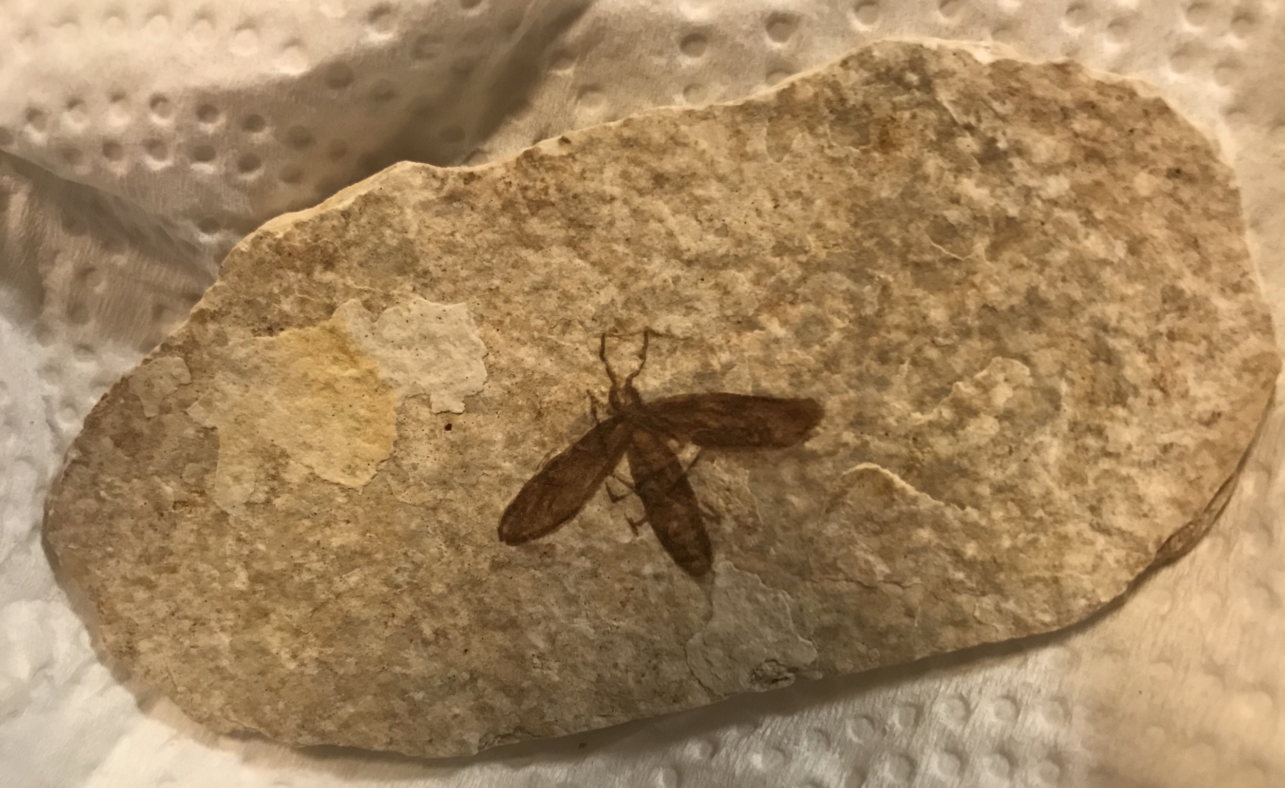 Fossil fly - Is It Real? How to Recognize Fossil Fabrications - The ...