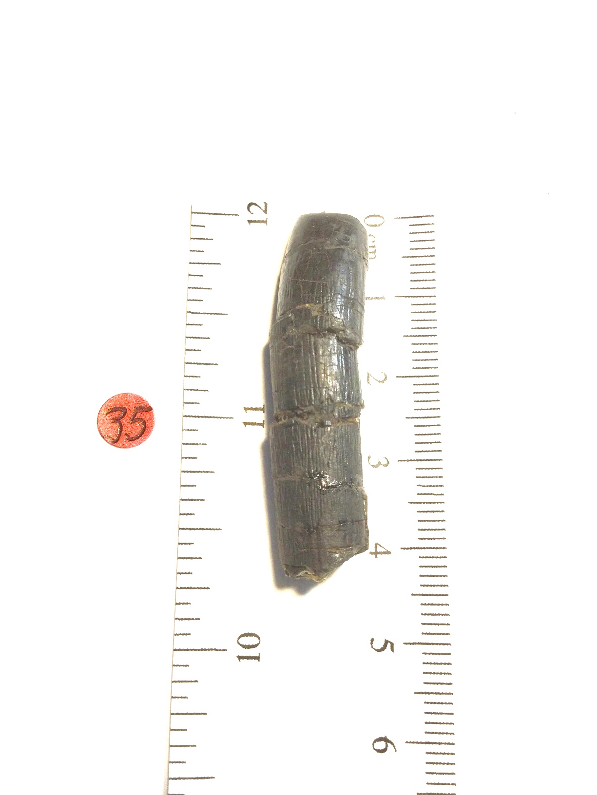 Apatosaurus sp. - Fossil ID - The Fossil Forum