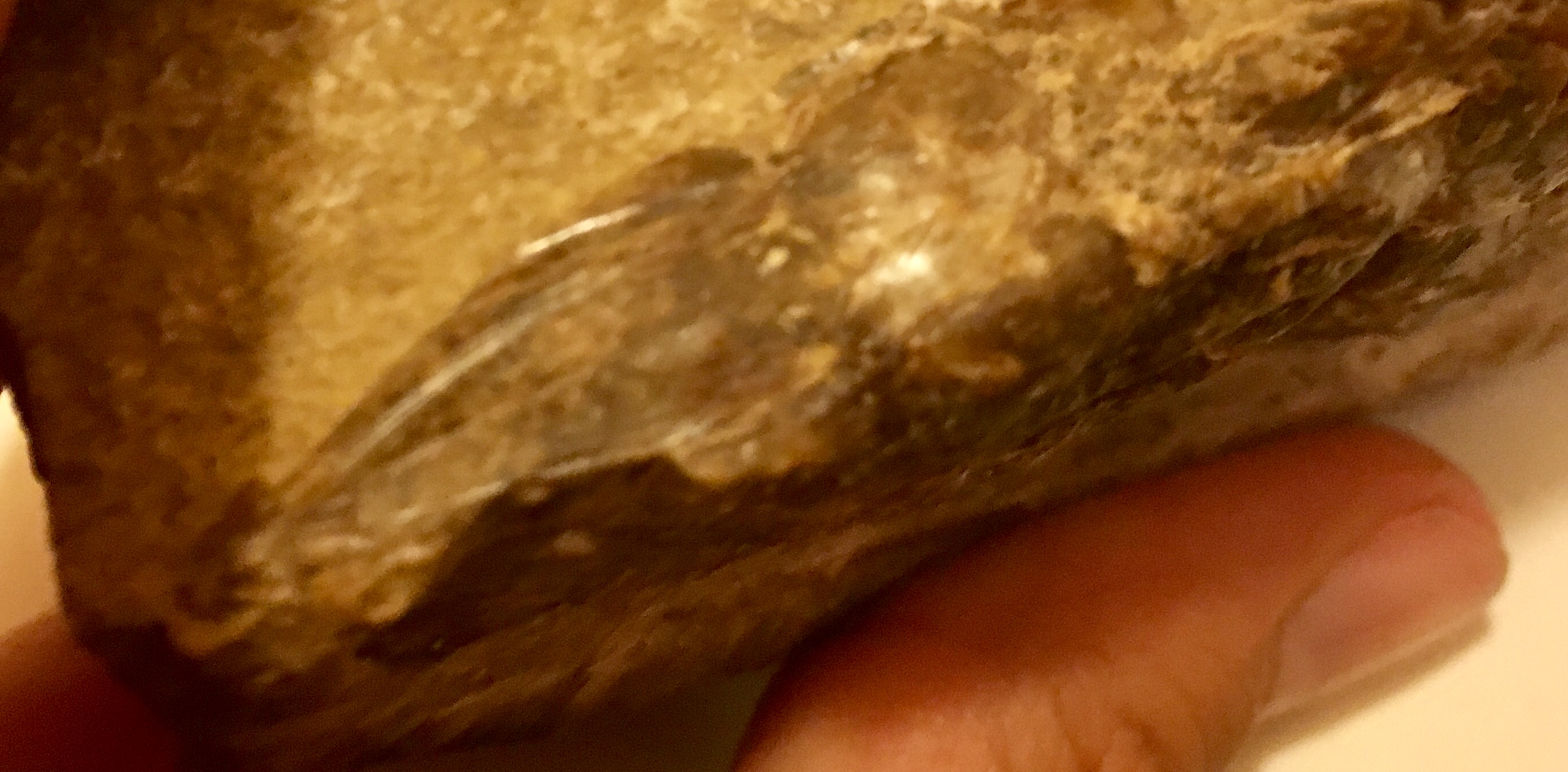 A Brazilian Fish - Fossil ID - The Fossil Forum