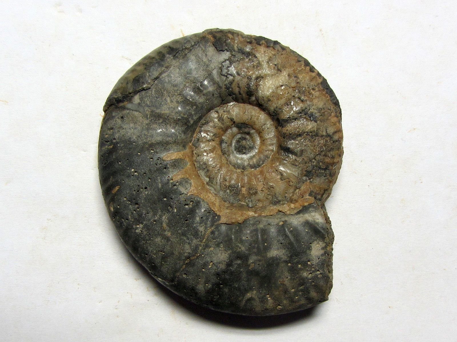 Proplanulites sp. (Teisseyre 1887) - Ammonoids - The Fossil Forum