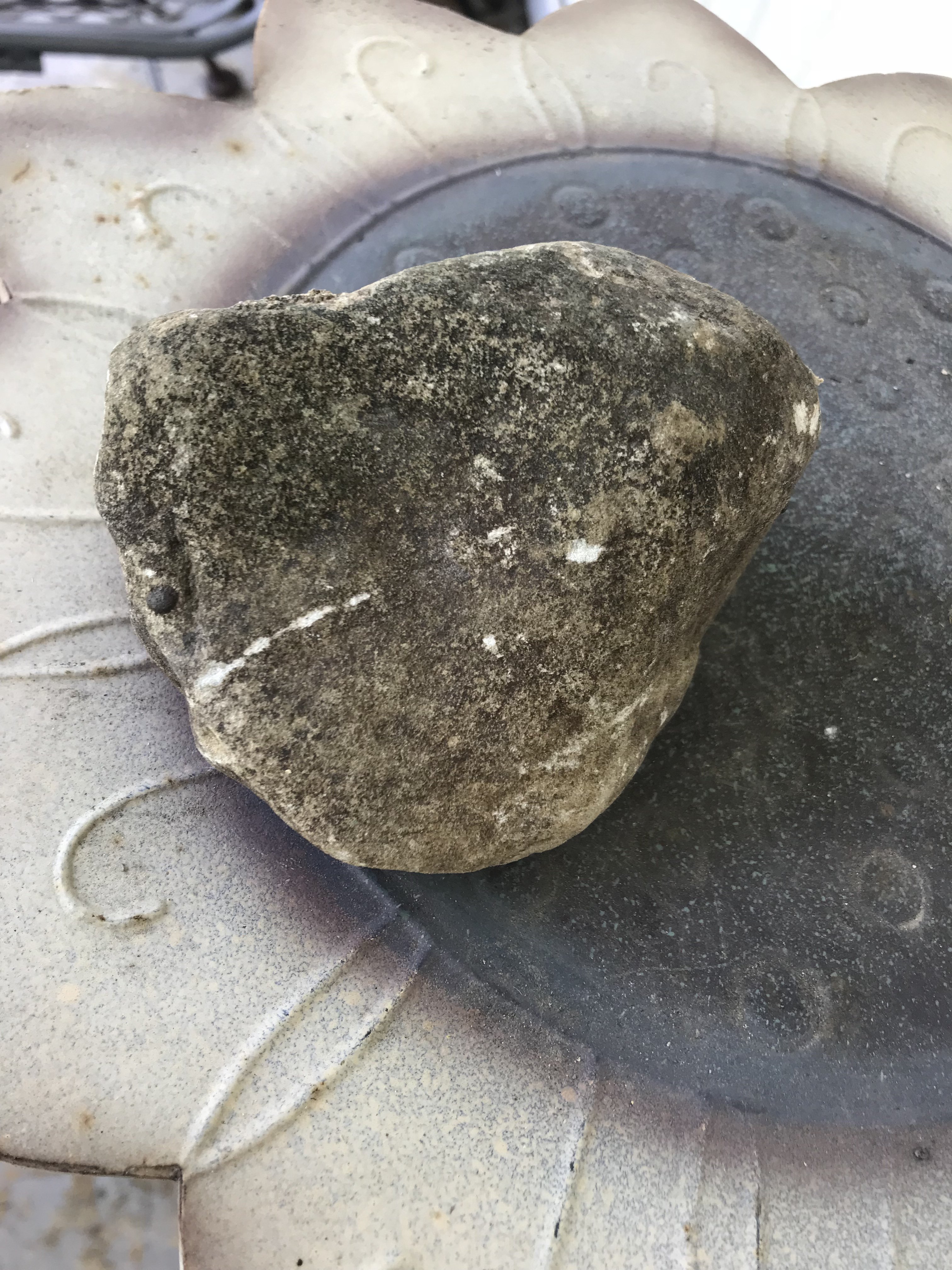 Little brown bumps on rock - Fossil ID - The Fossil Forum