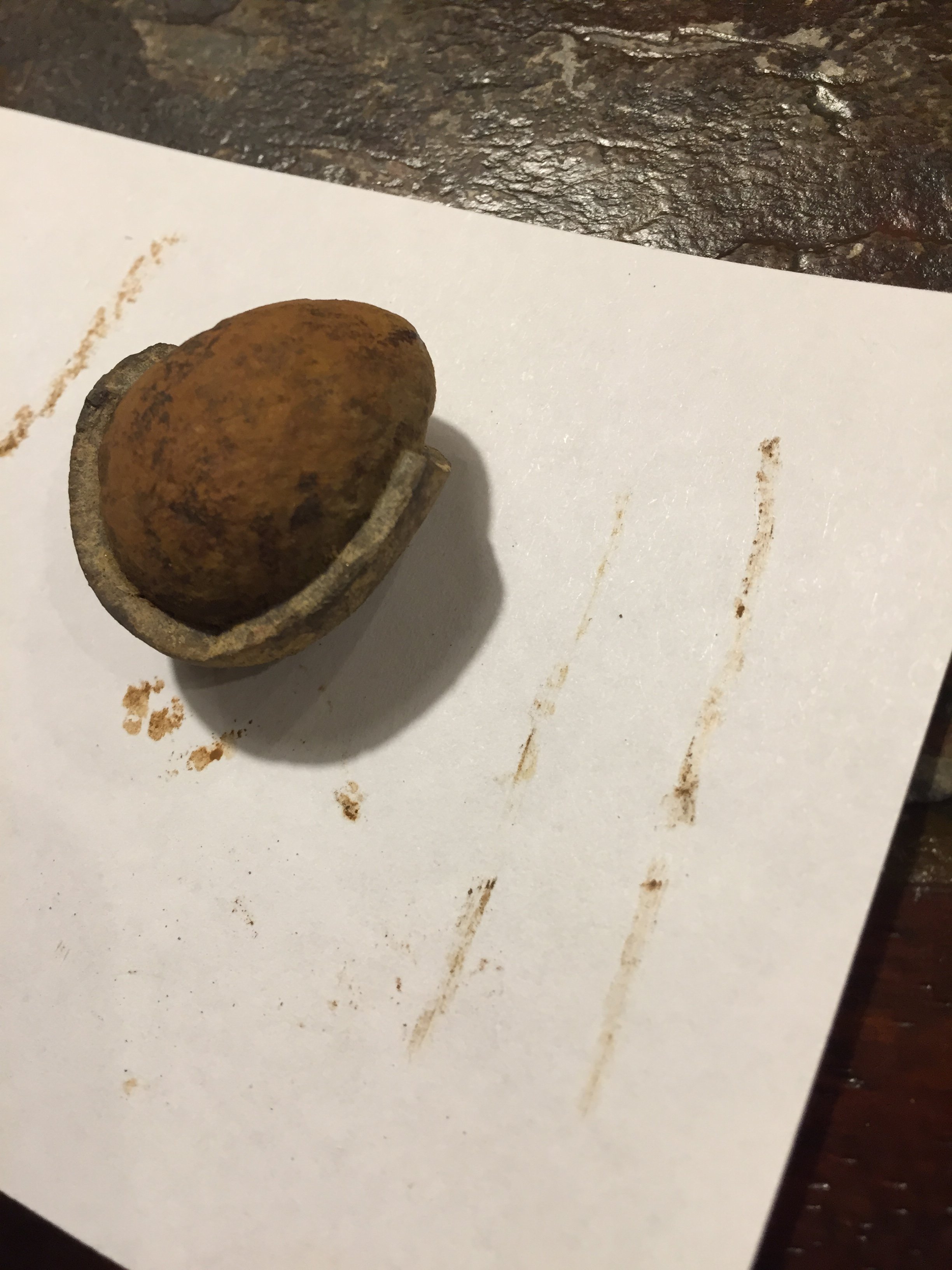 Fossilized nut? Or just rock. - Fossil ID - The Fossil Forum