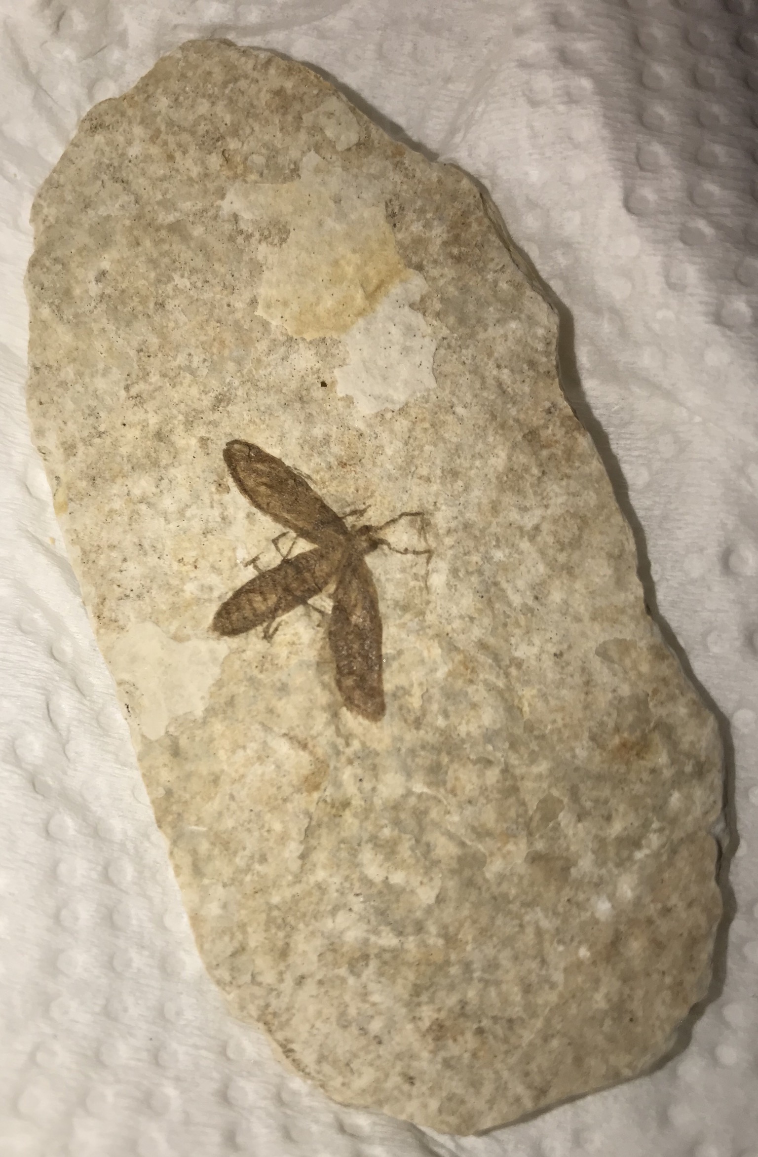 Fossil fly - Is It Real? How to Recognize Fossil Fabrications - The ...