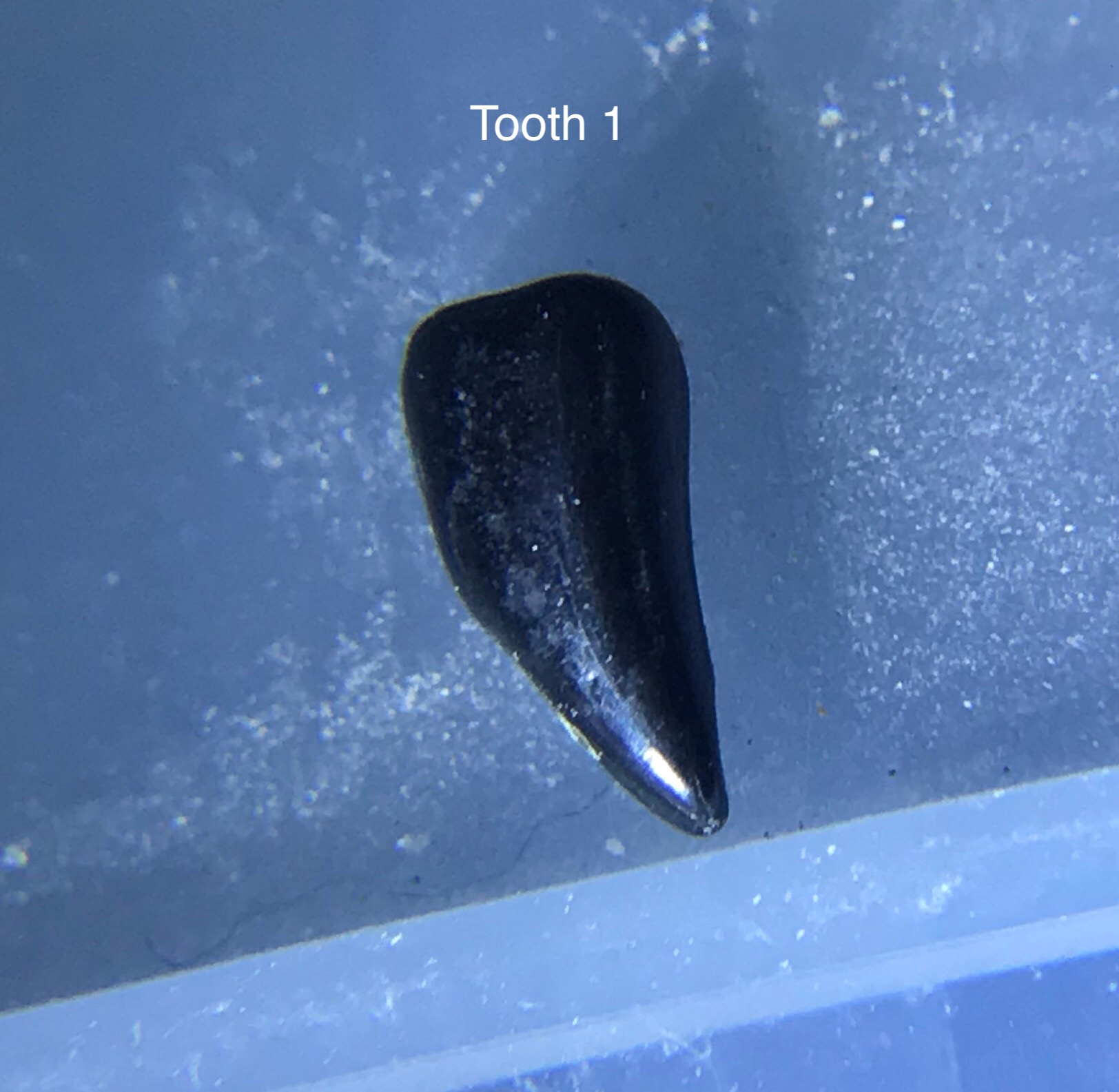 Small teeth id - Fossil ID - The Fossil Forum