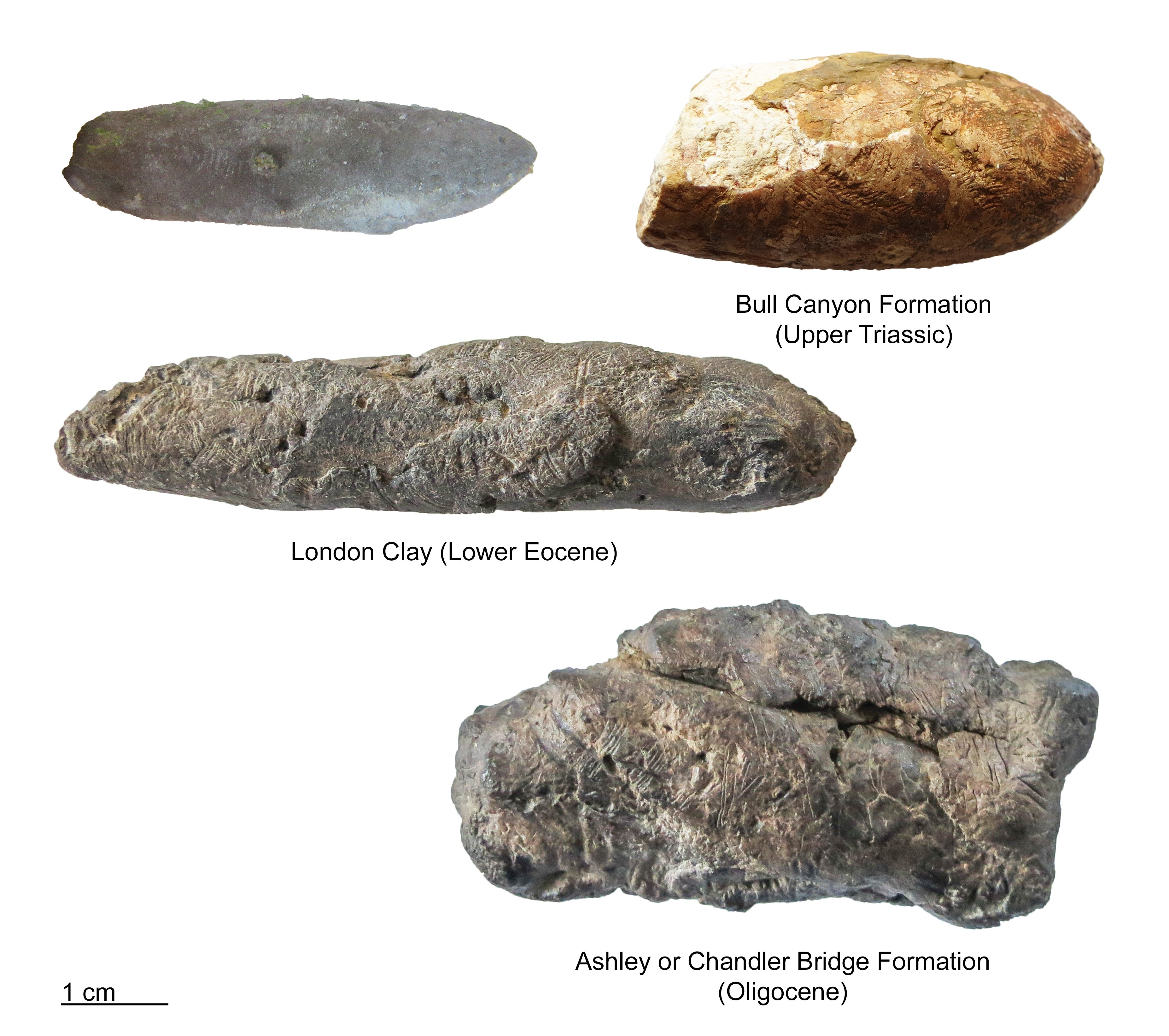 Coprolites ? - Page 2 - Fossil ID - The Fossil Forum