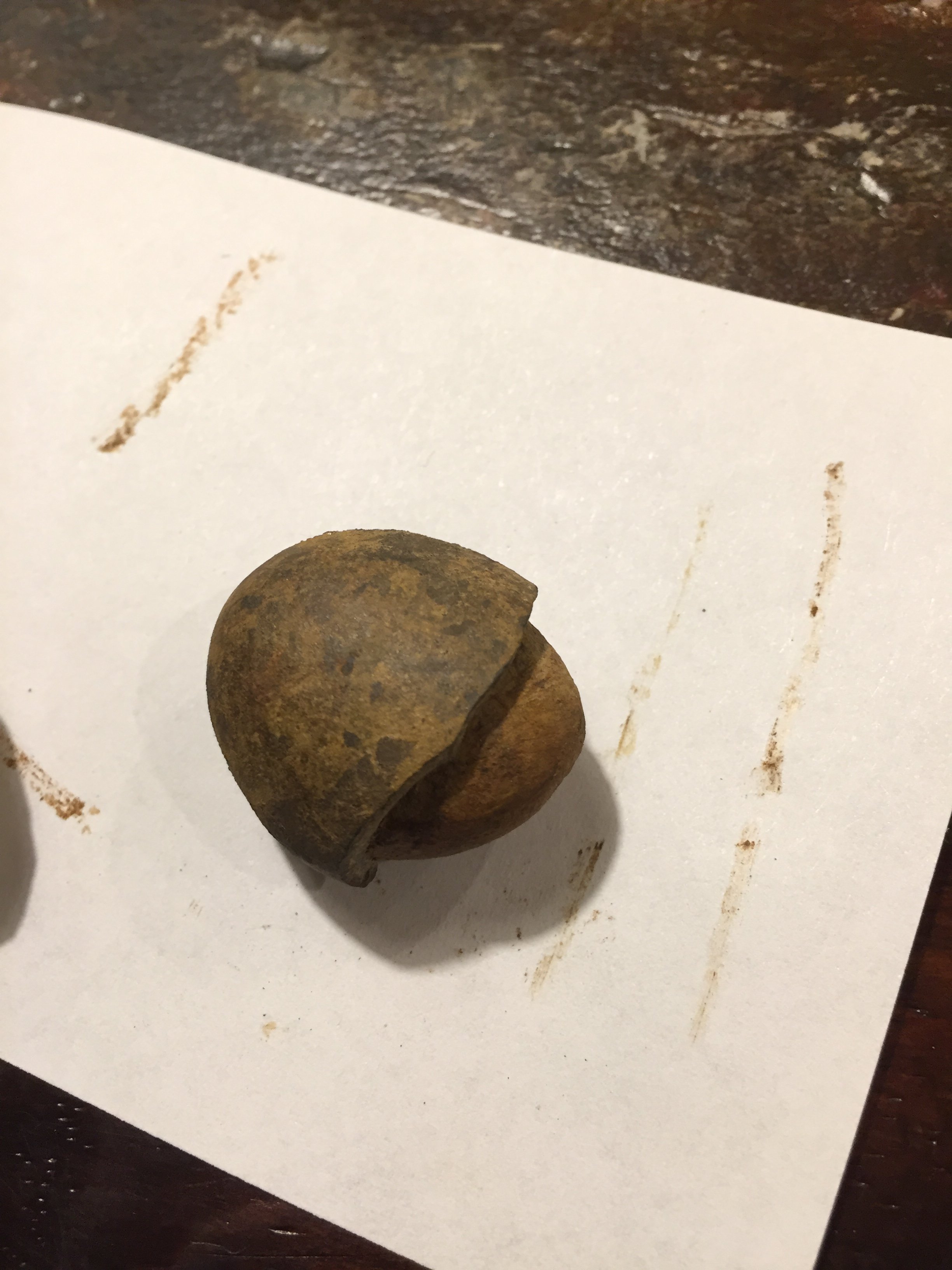 Fossilized nut? Or just rock. - Fossil ID - The Fossil Forum