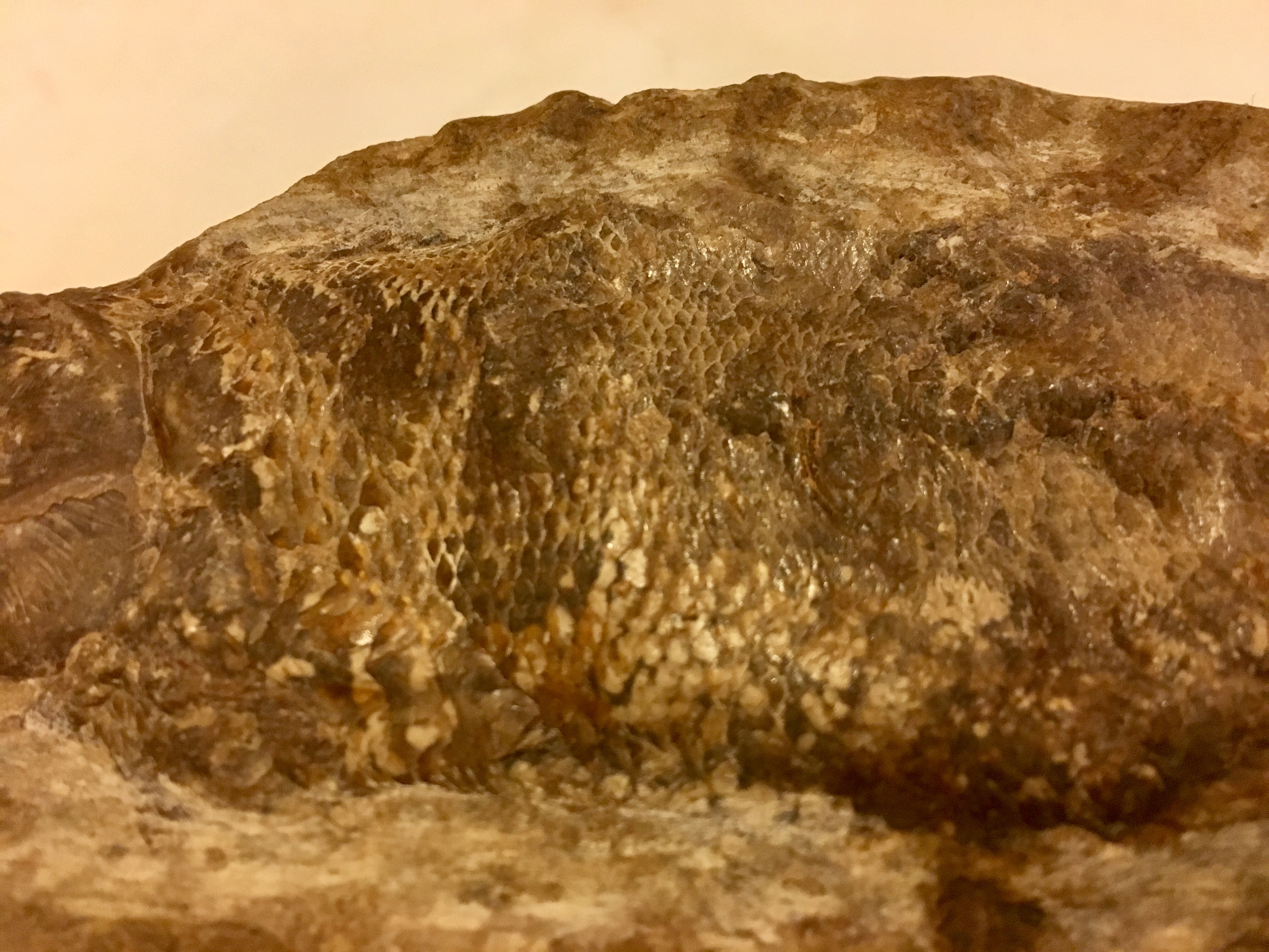 A Brazilian Fish - Fossil ID - The Fossil Forum