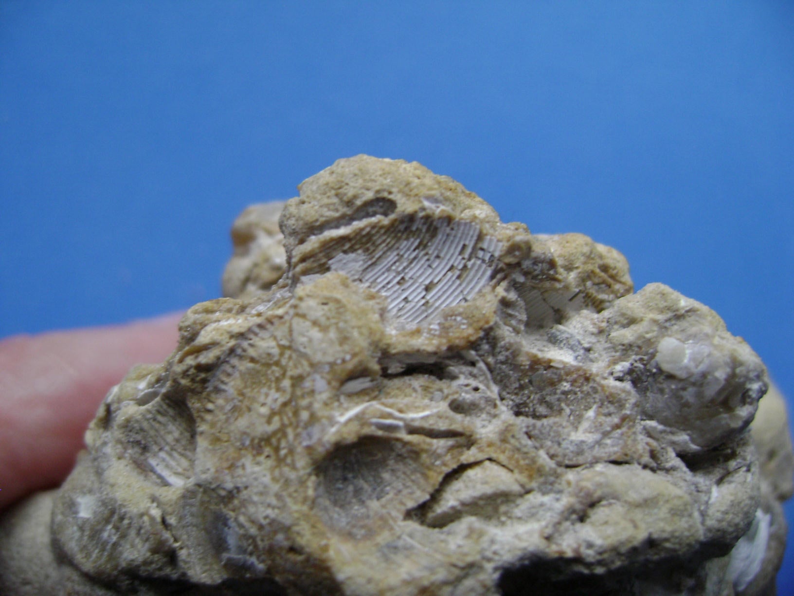 Shell Cast/Mold Conglomerate? - Fossil ID - The Fossil Forum