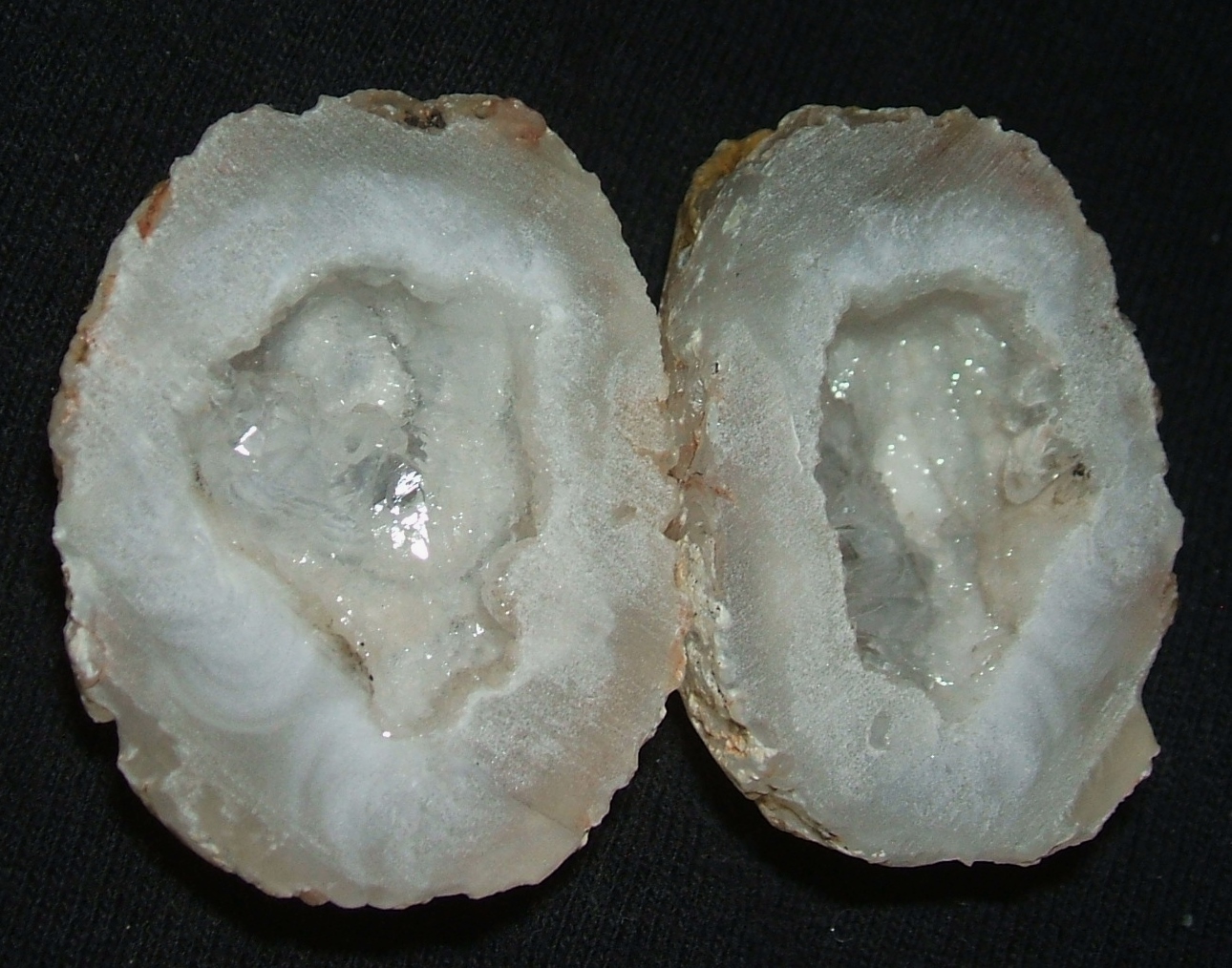Nut, seed ? - Fossil ID - The Fossil Forum