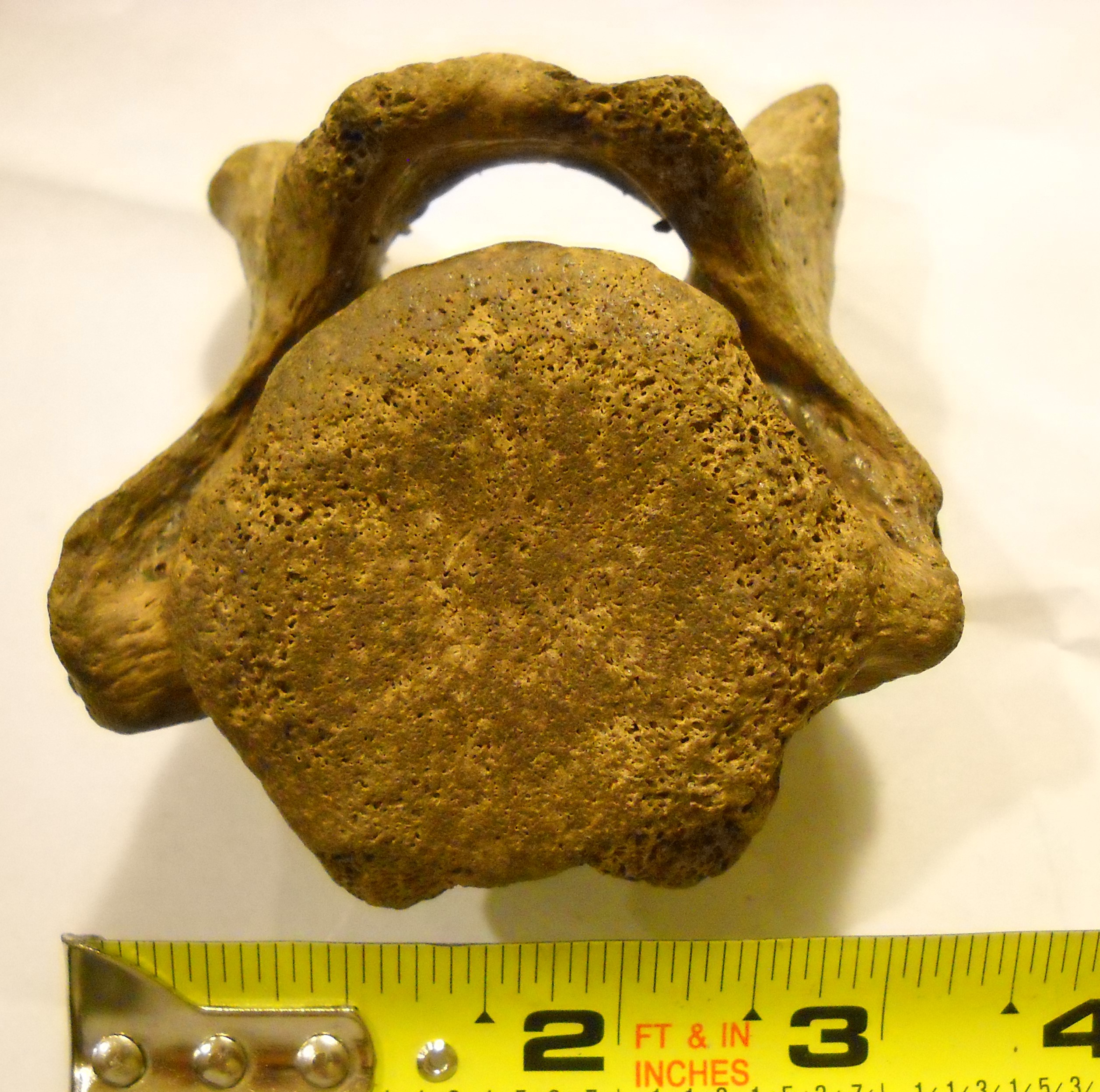 mammal vertebra - Fossil ID - The Fossil Forum