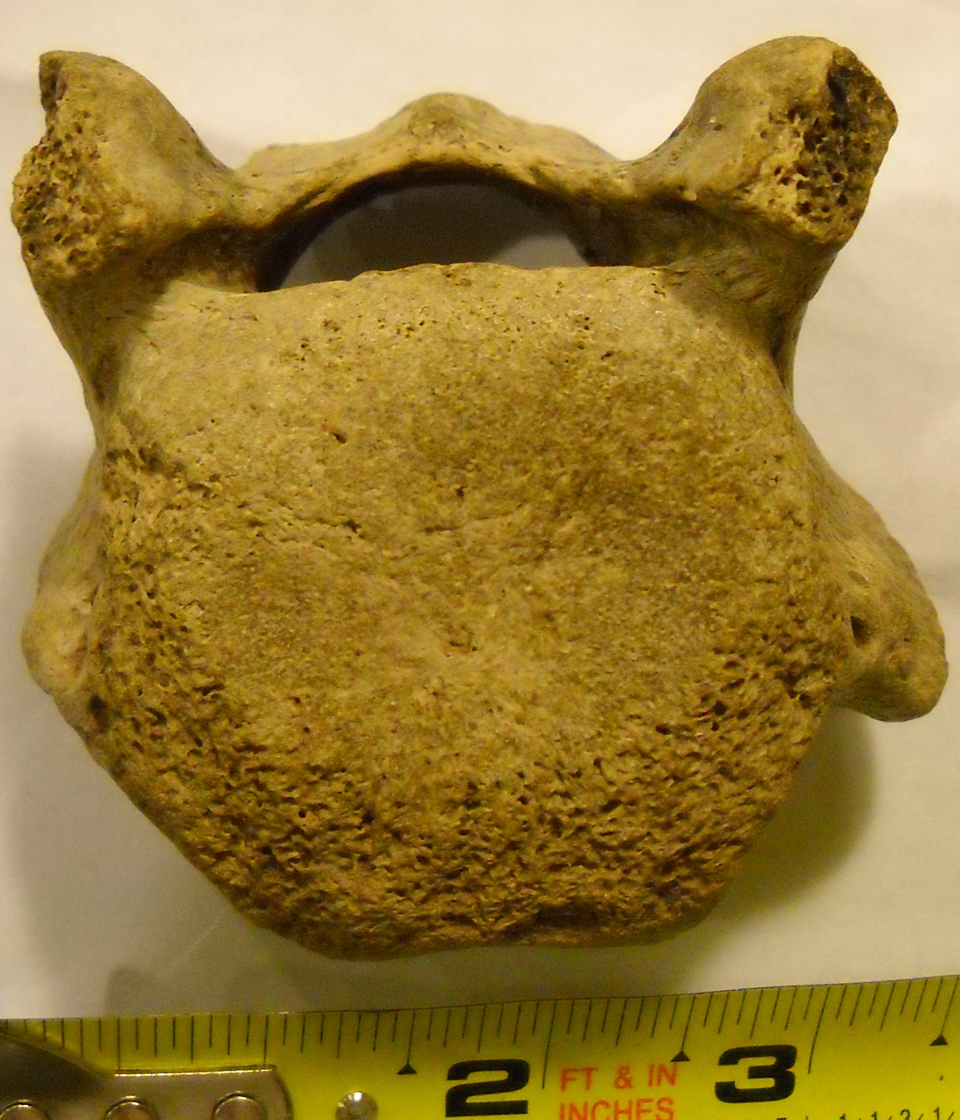 mammal vertebra - Fossil ID - The Fossil Forum