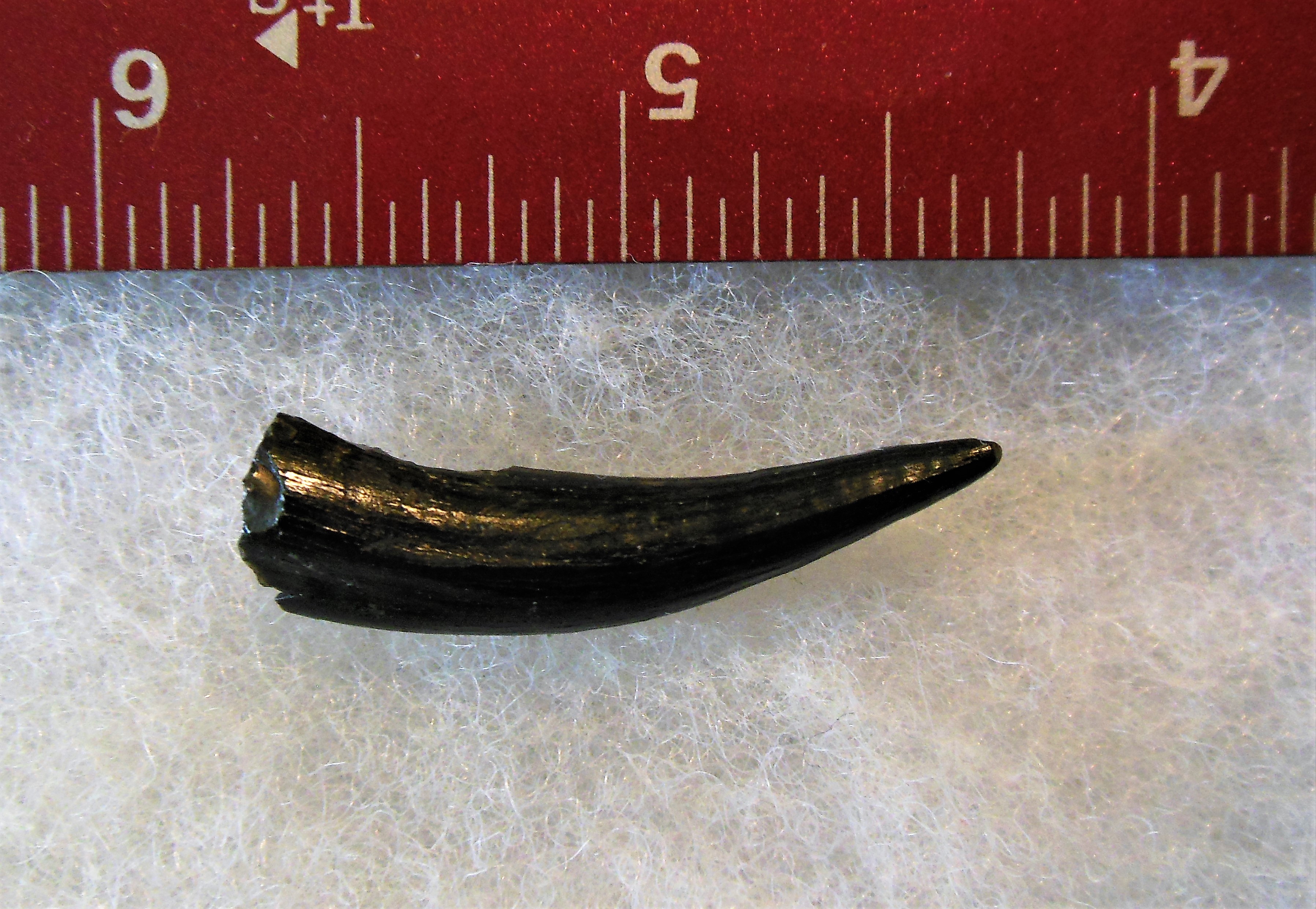 Crocodile tooth or plesiosaur - Fossil ID - The Fossil Forum
