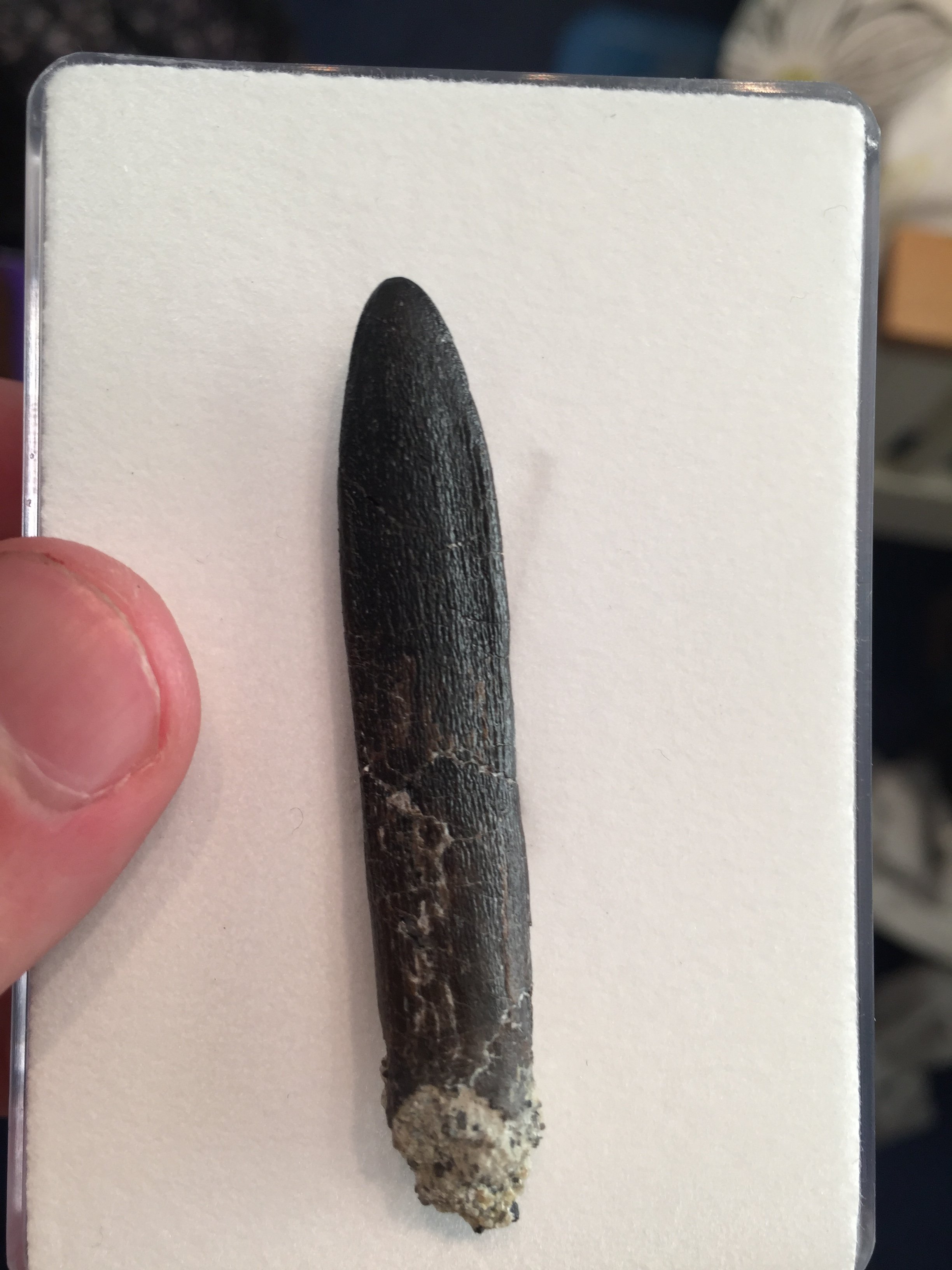 My Collection of Theropod Teeth - Page 4 - Member Collections - The ...