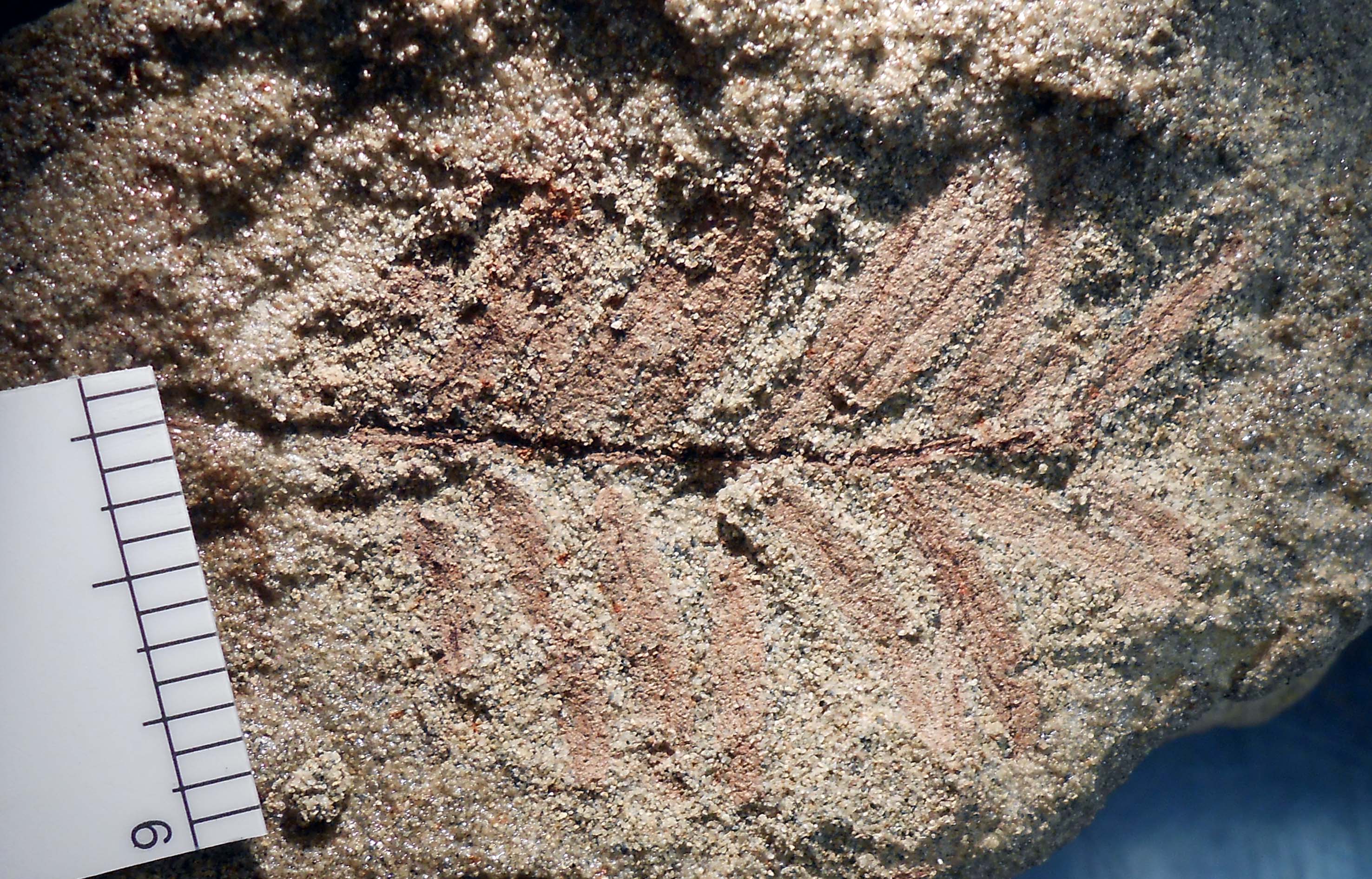 Late-Cretaceous Palynomorphs - General Fossil Discussion - The Fossil Forum