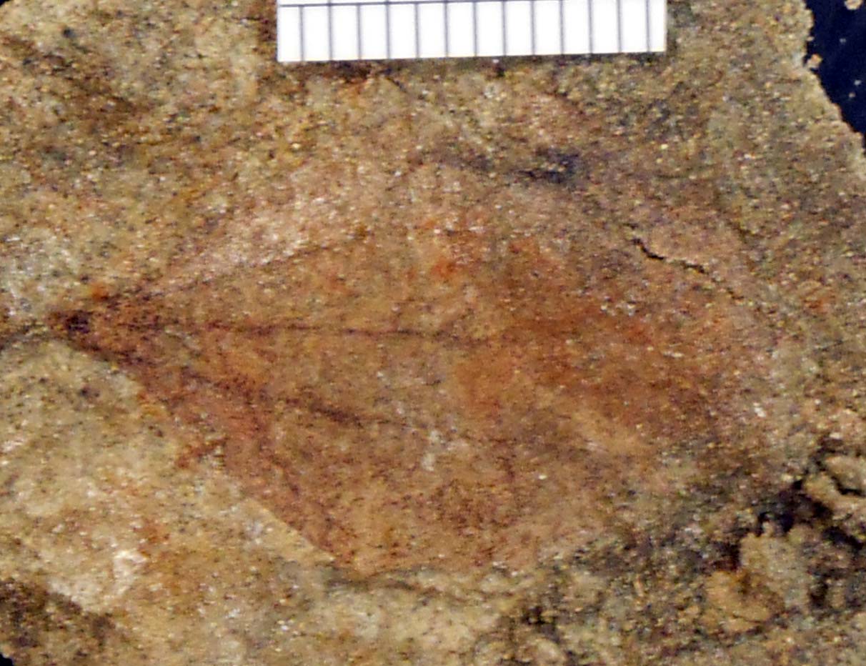 Late-Cretaceous Palynomorphs - General Fossil Discussion - The Fossil Forum