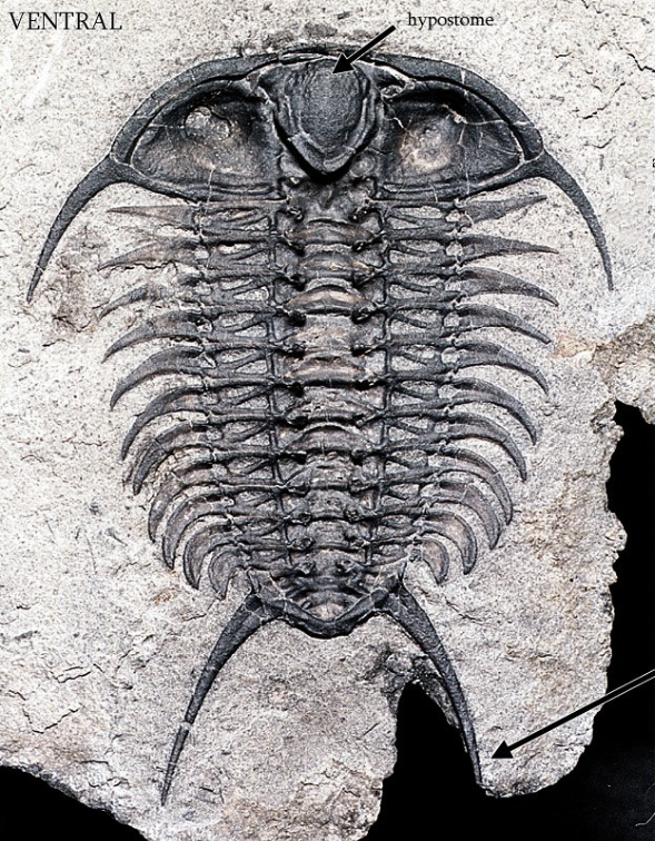 Triarthrus? - Fossil ID - The Fossil Forum