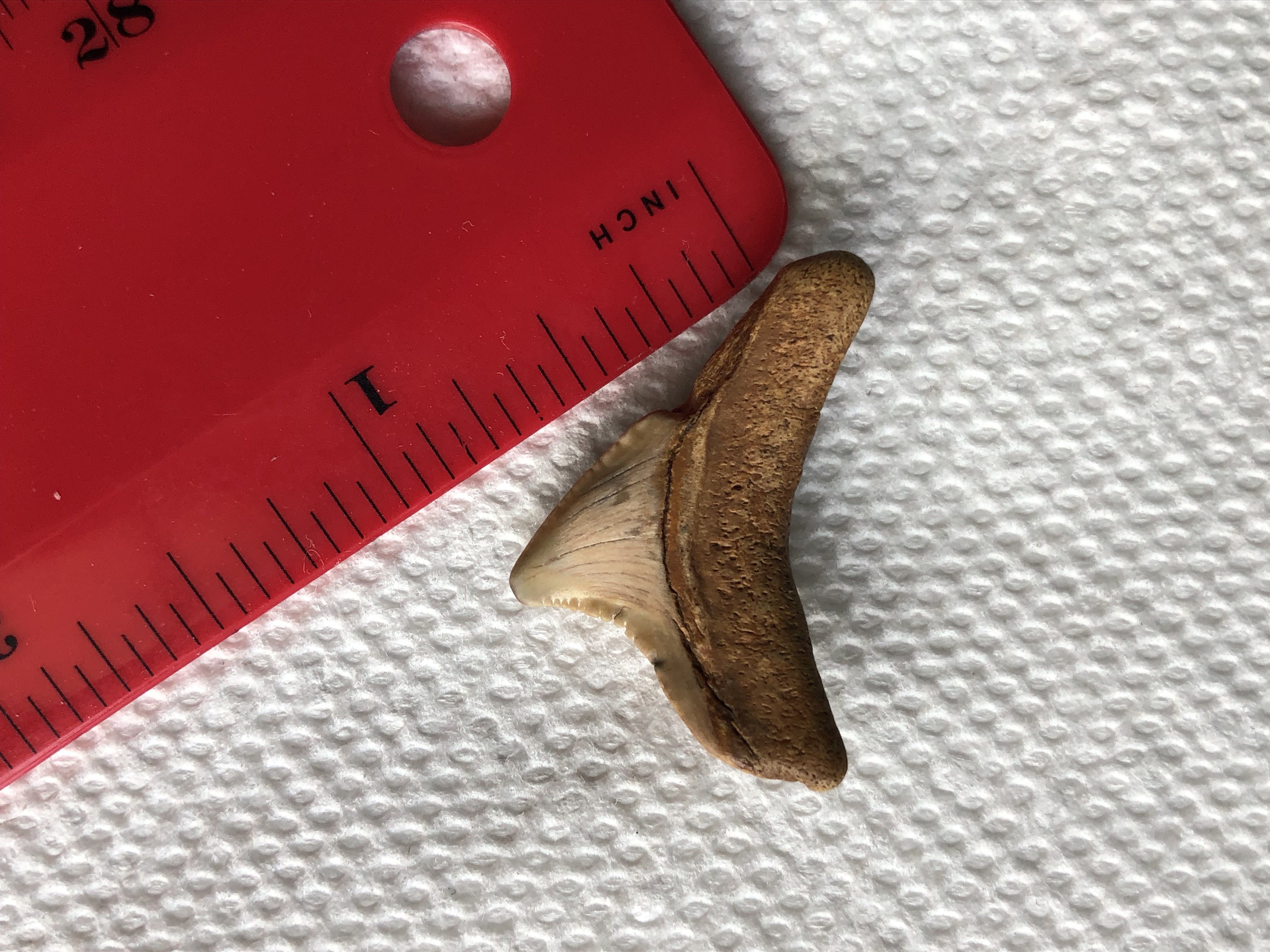 Shark tooth identification - Fossil ID - The Fossil Forum