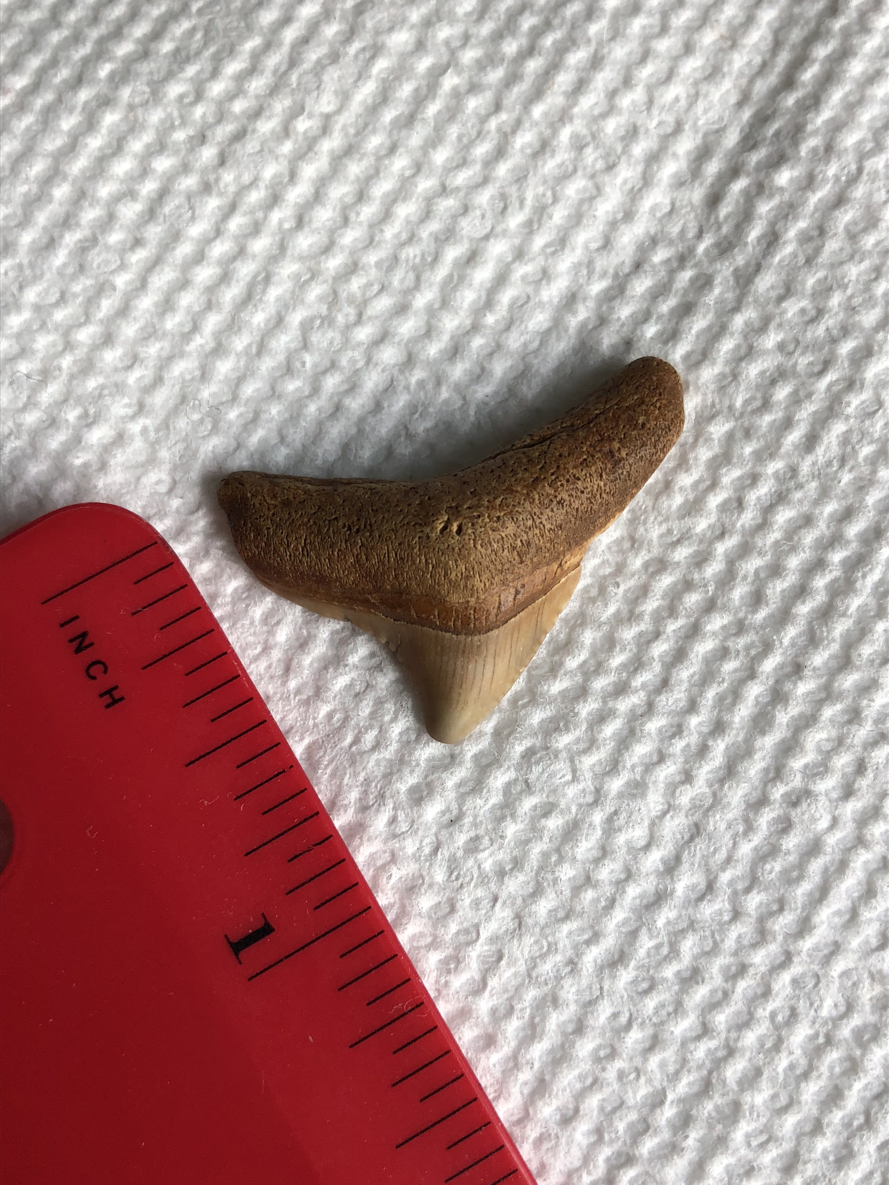 Shark tooth identification - Fossil ID - The Fossil Forum