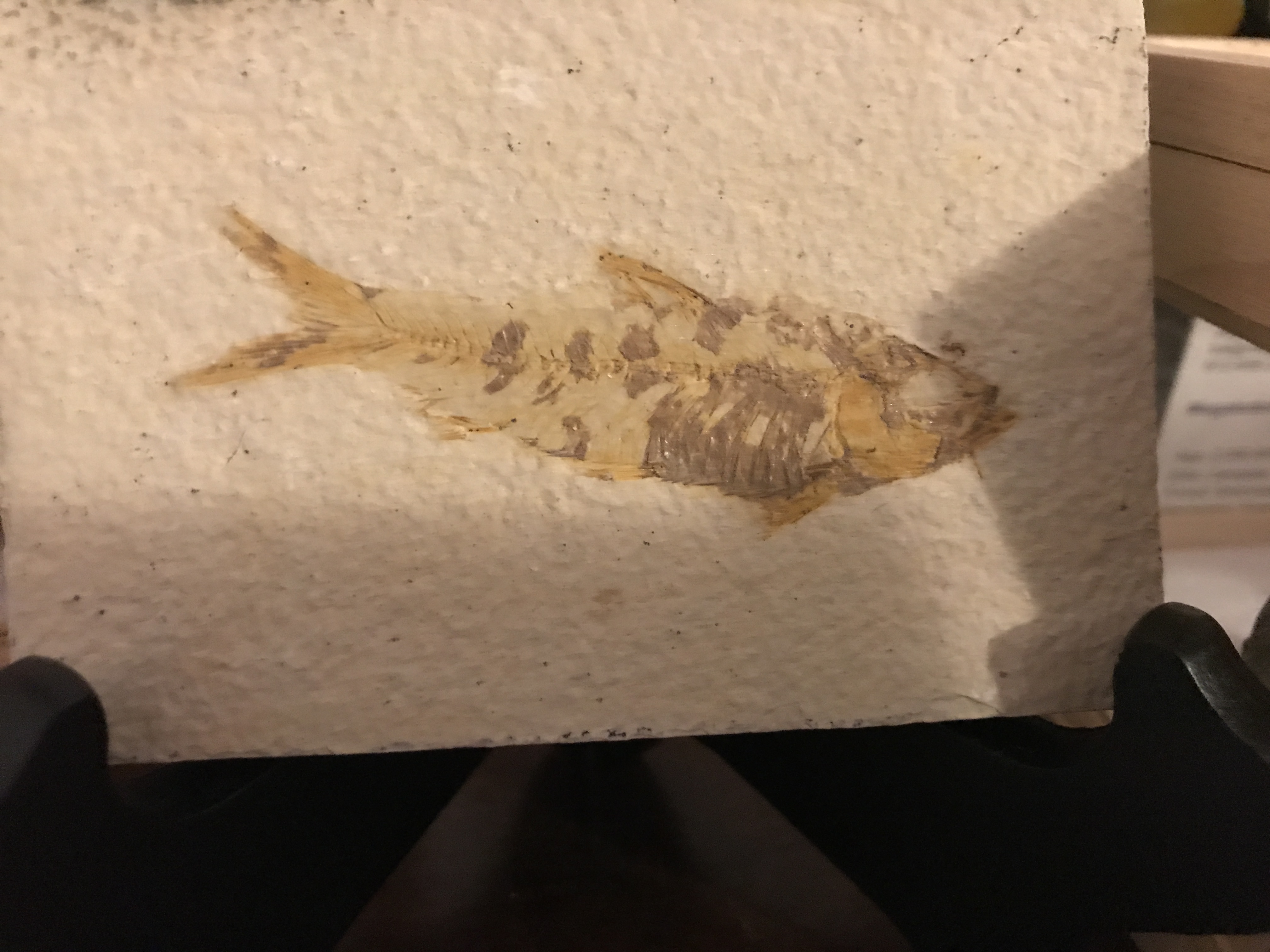 Fish - Is It Real? How to Recognize Fossil Fabrications - The Fossil Forum
