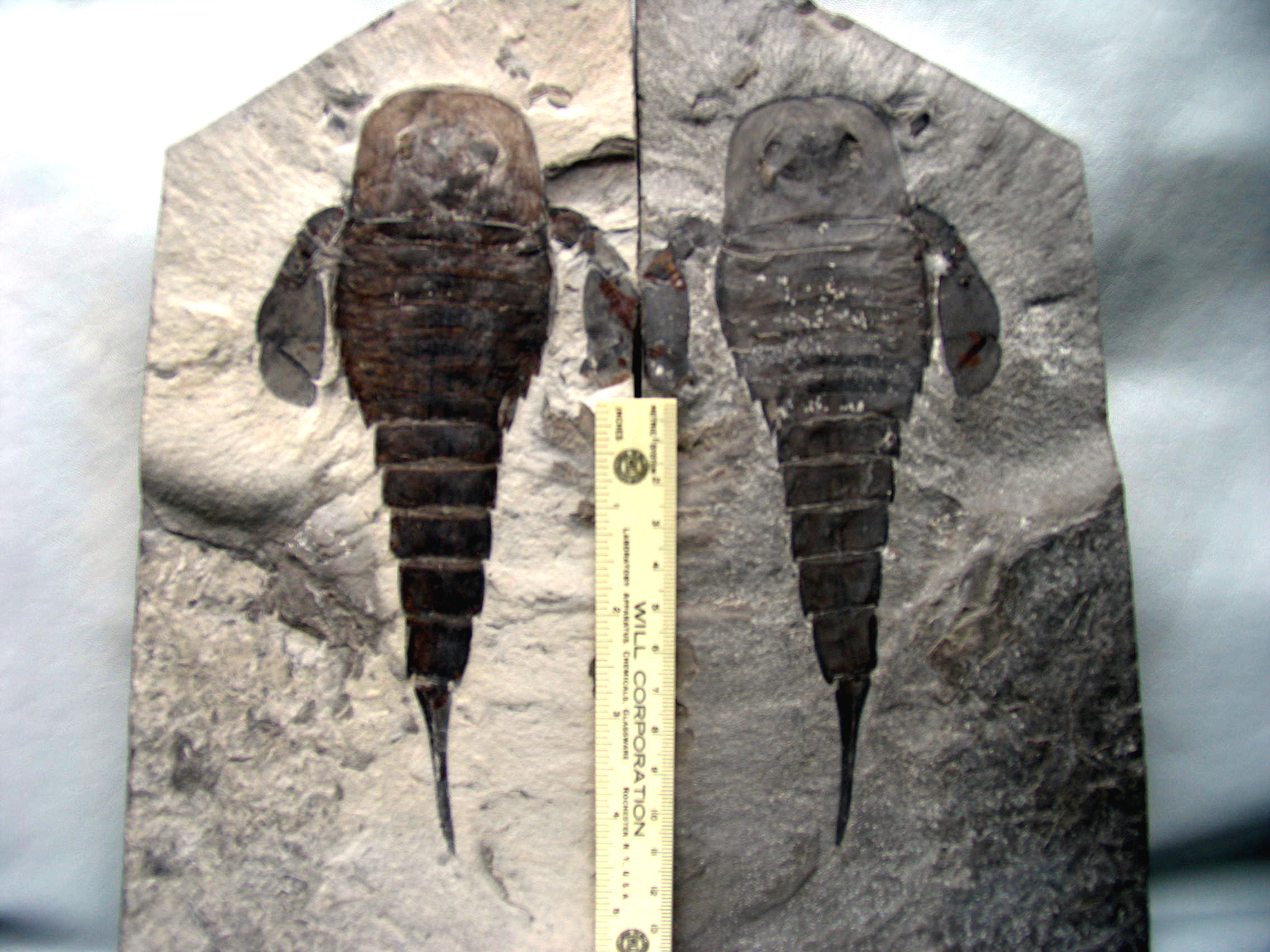 Lots of Eurypterids - Member Collections - The Fossil Forum