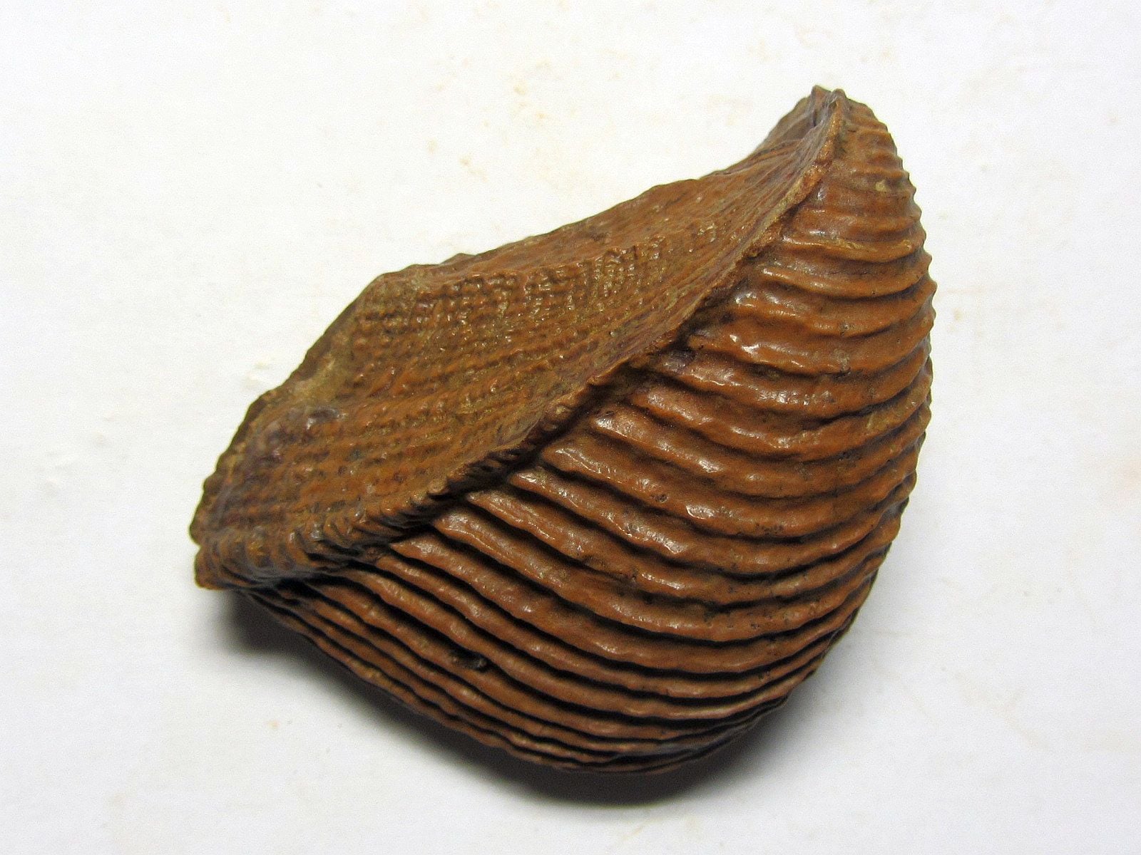 A nice Trigonia - Fossil Hunting Trips - The Fossil Forum