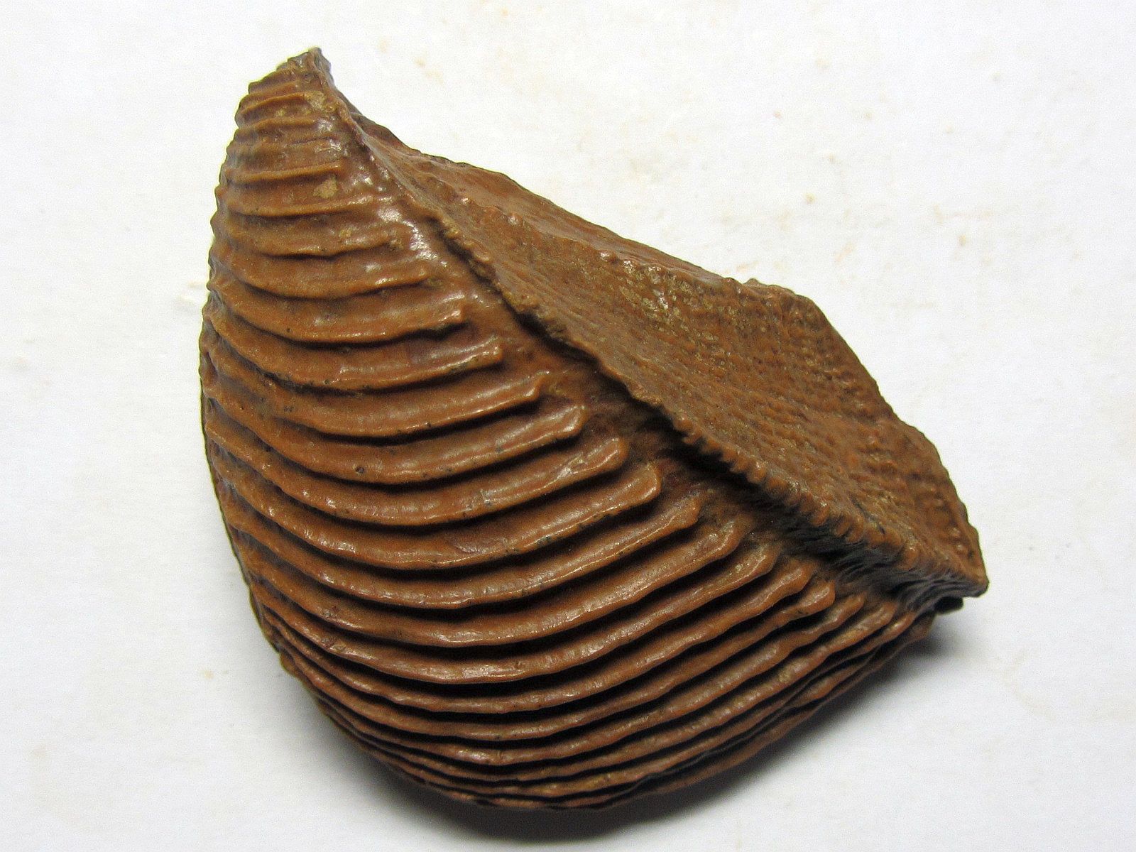 A nice Trigonia - Fossil Hunting Trips - The Fossil Forum