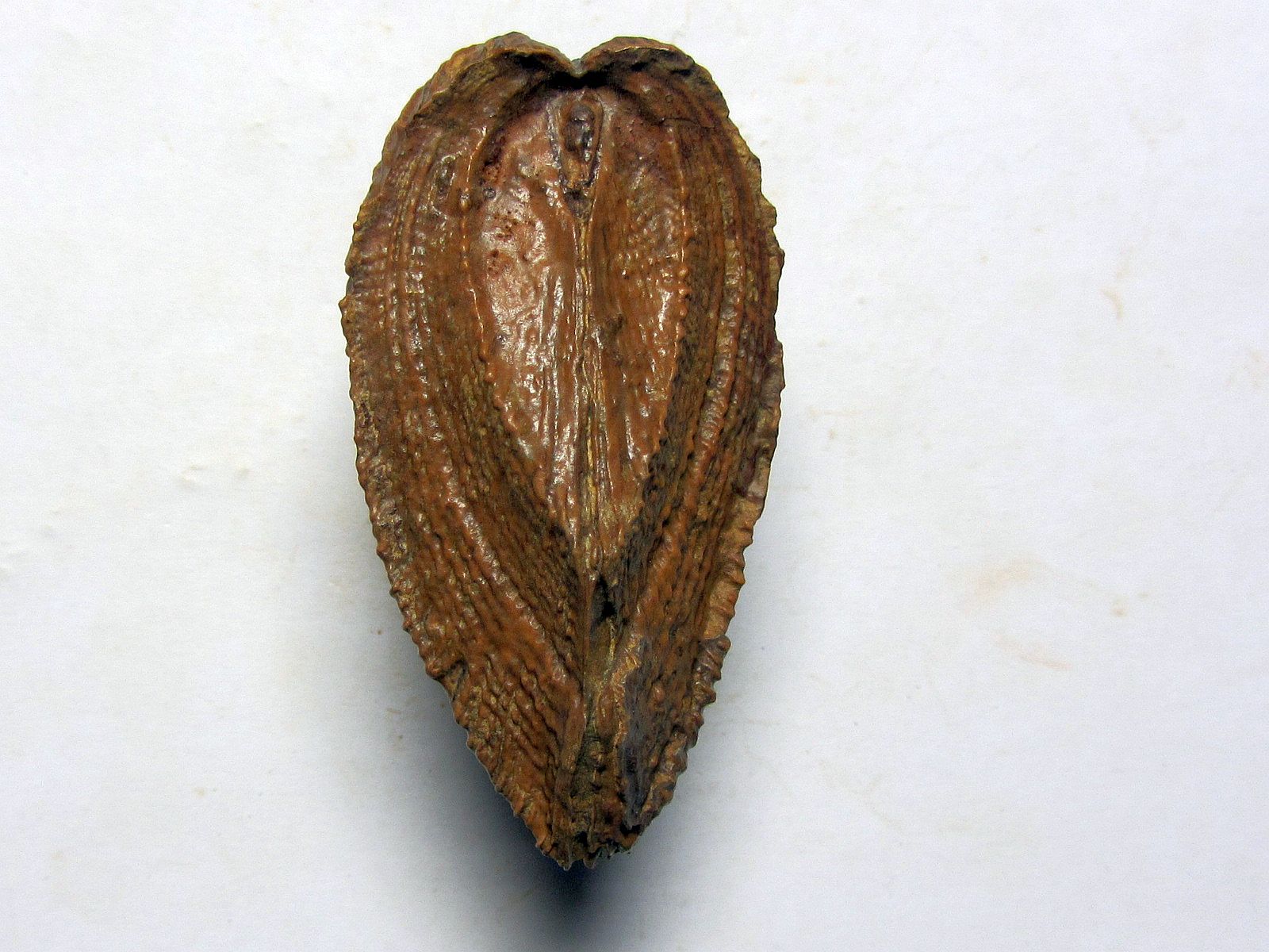 A nice Trigonia - Fossil Hunting Trips - The Fossil Forum