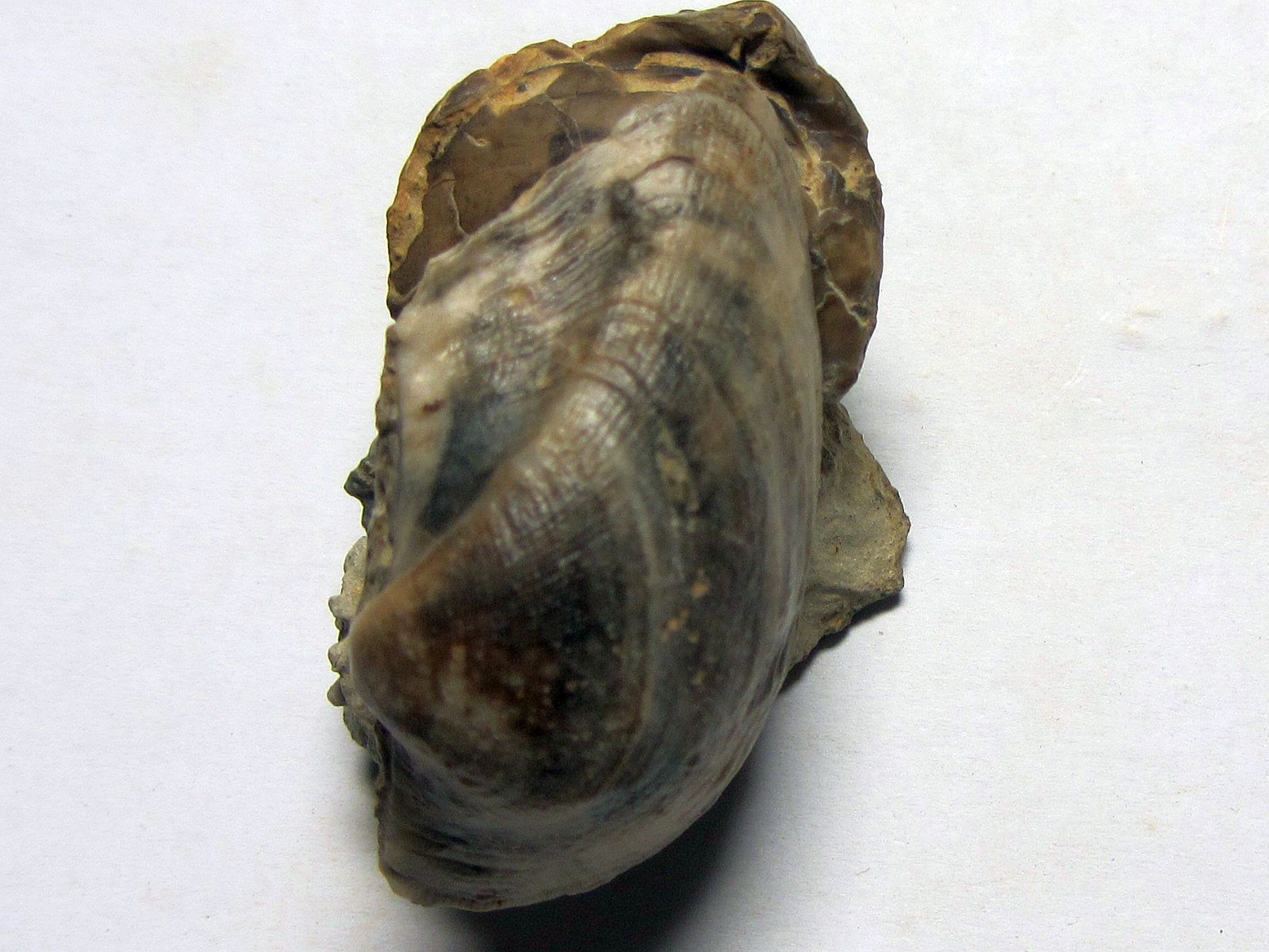 A nice Trigonia - Page 2 - Fossil Hunting Trips - The Fossil Forum