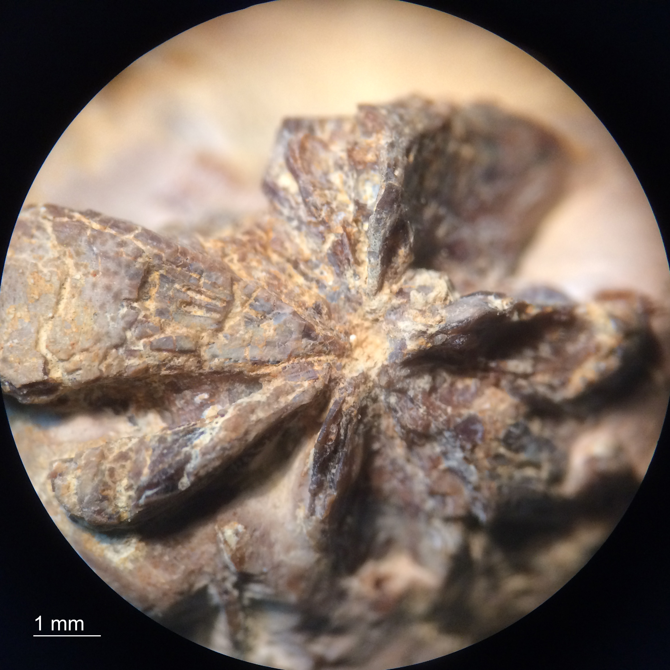 Possible STH coprolite - Fossil ID - The Fossil Forum