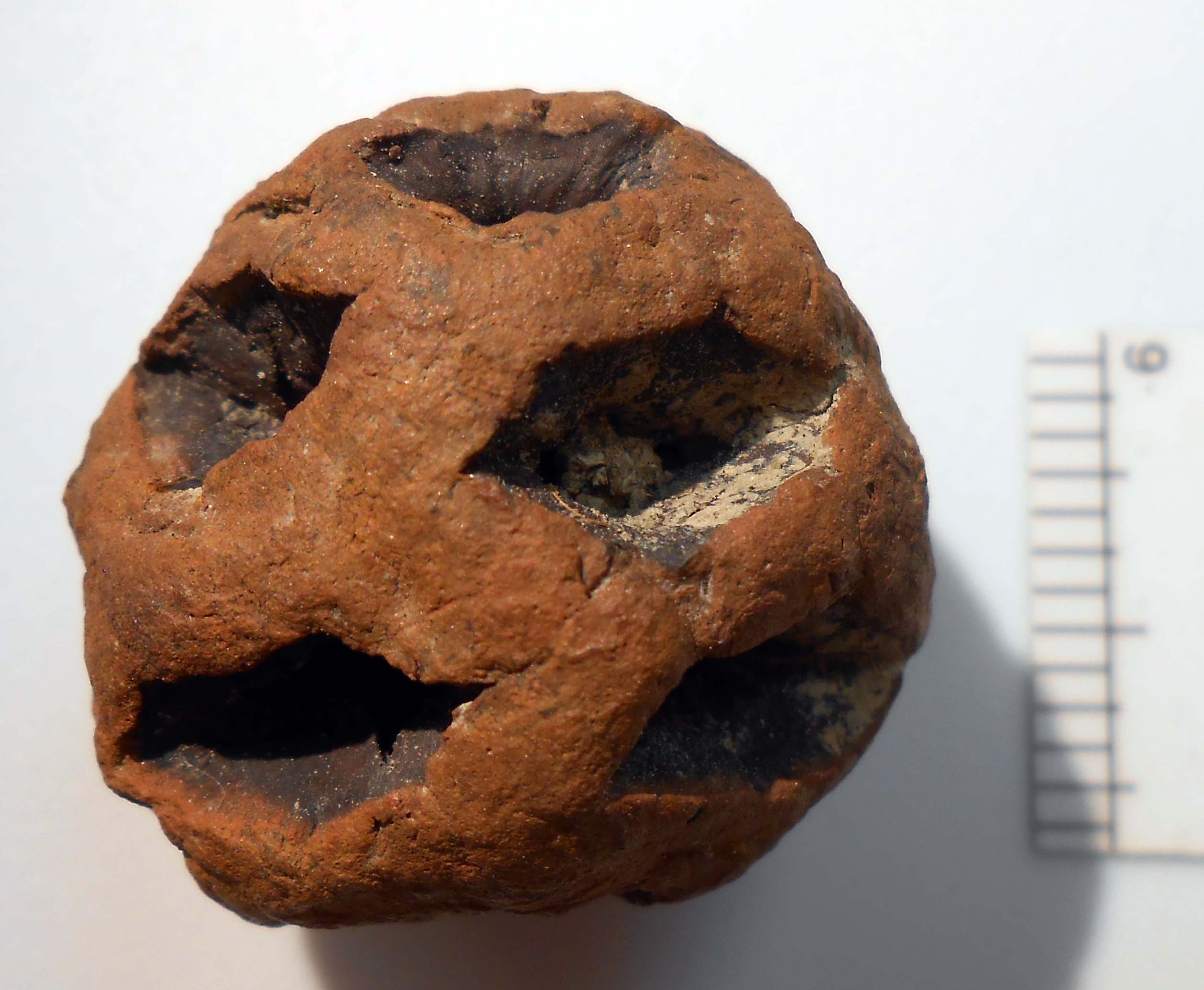Late-Cretaceous Palynomorphs - General Fossil Discussion - The Fossil Forum