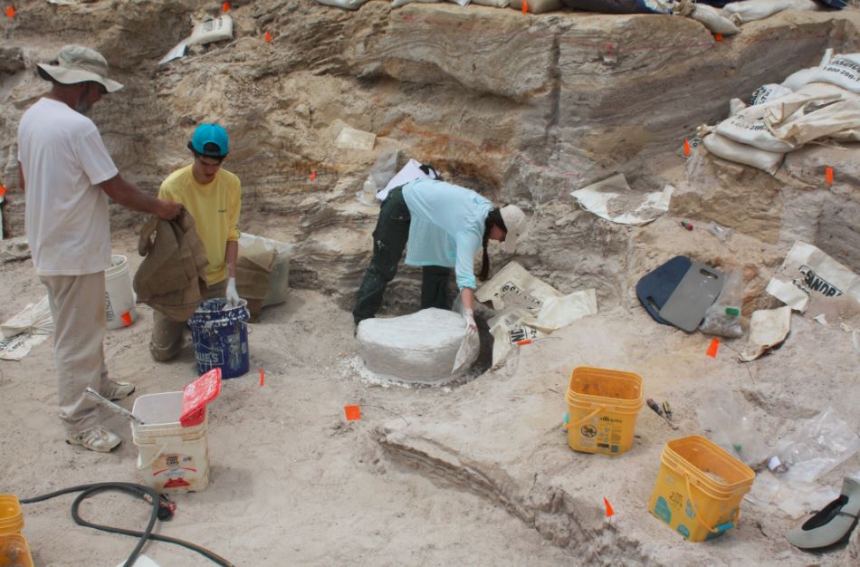 Montbrook Florida Fossil Dig - Fossil Hunting Trips - The Fossil Forum