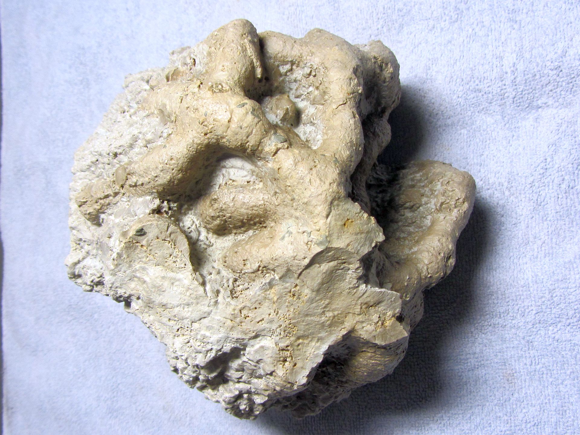 Branching sponge - Fossil Hunting Trips - The Fossil Forum