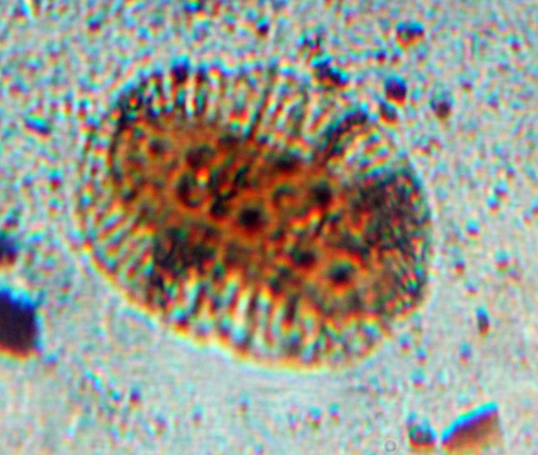 Late-Cretaceous Palynomorphs - General Fossil Discussion - The Fossil Forum
