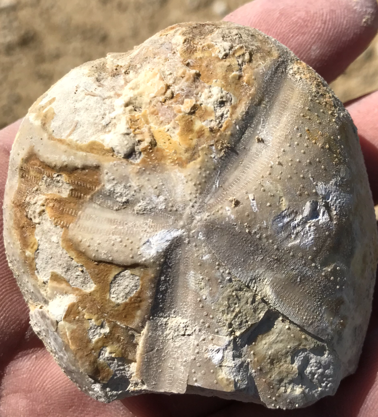 blind - Fossil ID - The Fossil Forum