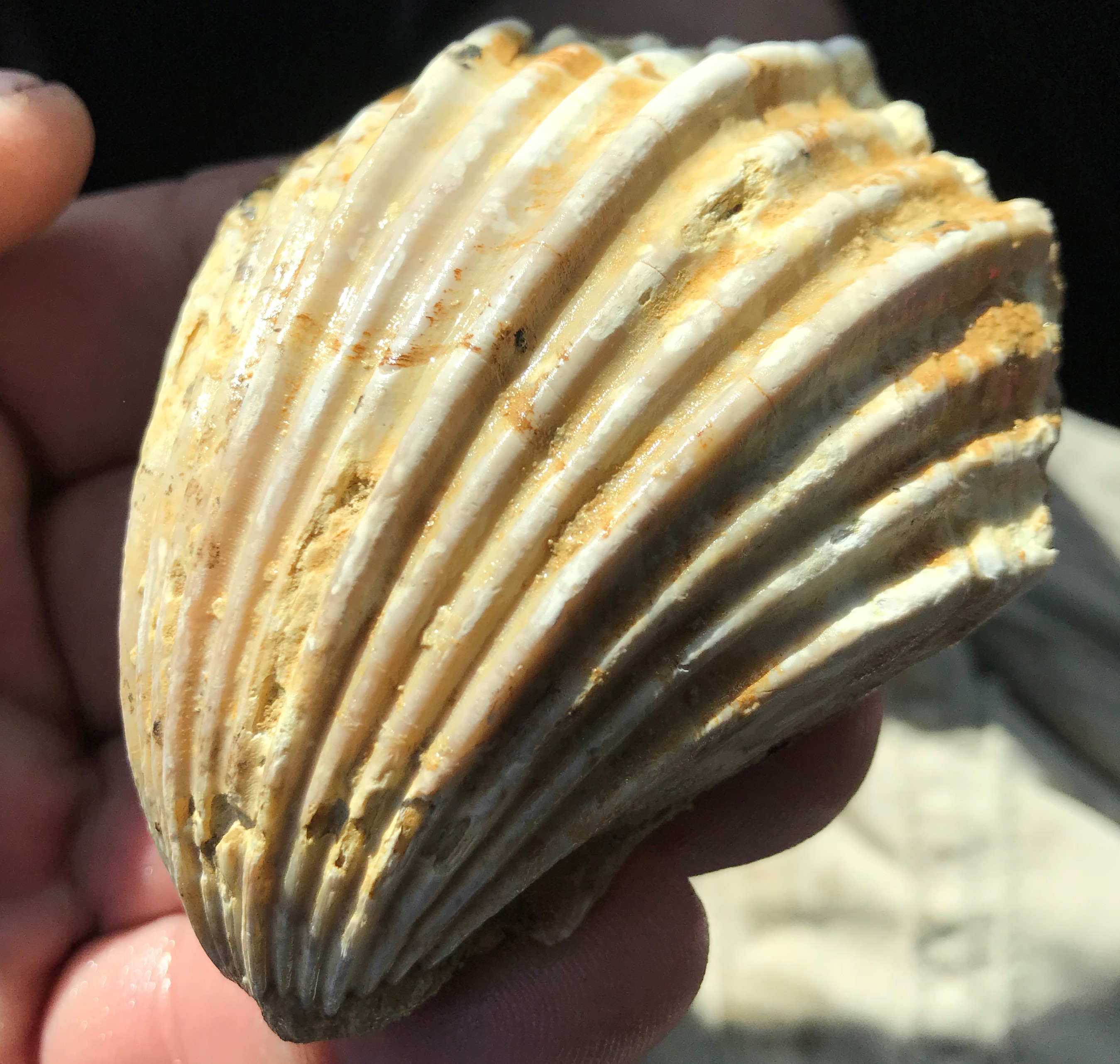 blind - Fossil ID - The Fossil Forum