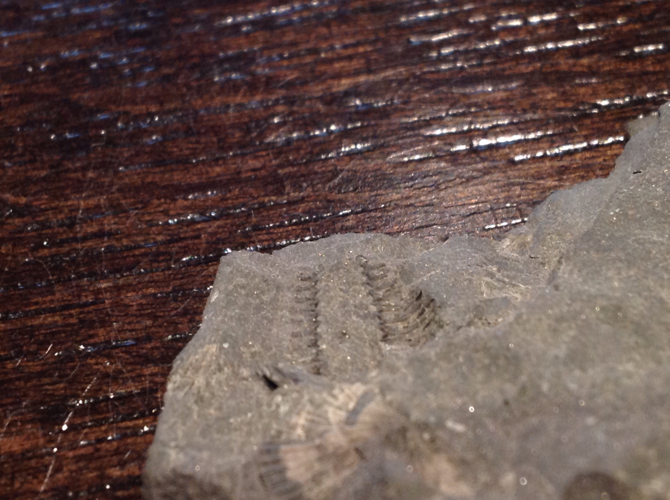 Triarthrus? - Fossil ID - The Fossil Forum