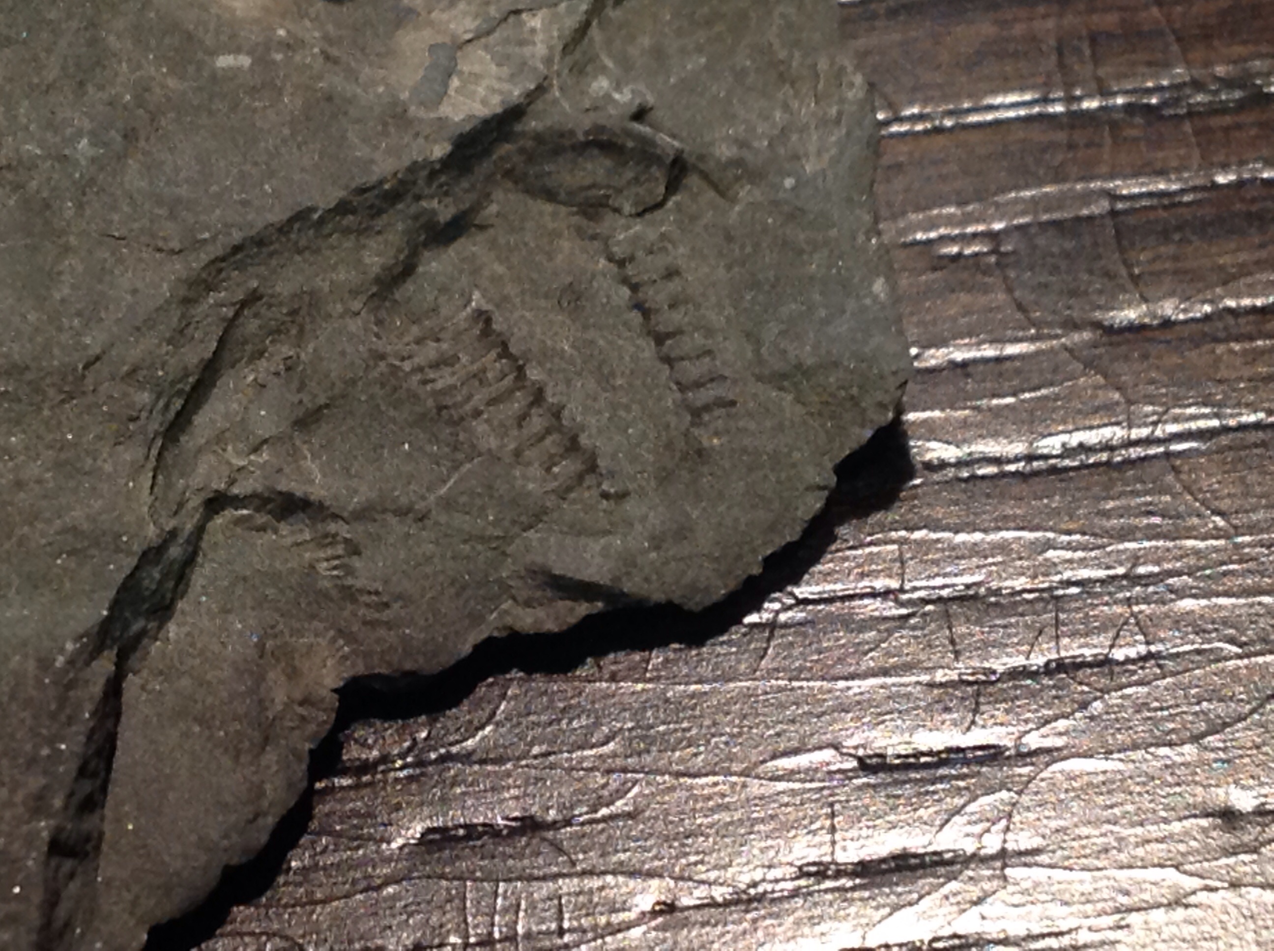 Triarthrus? - Fossil ID - The Fossil Forum
