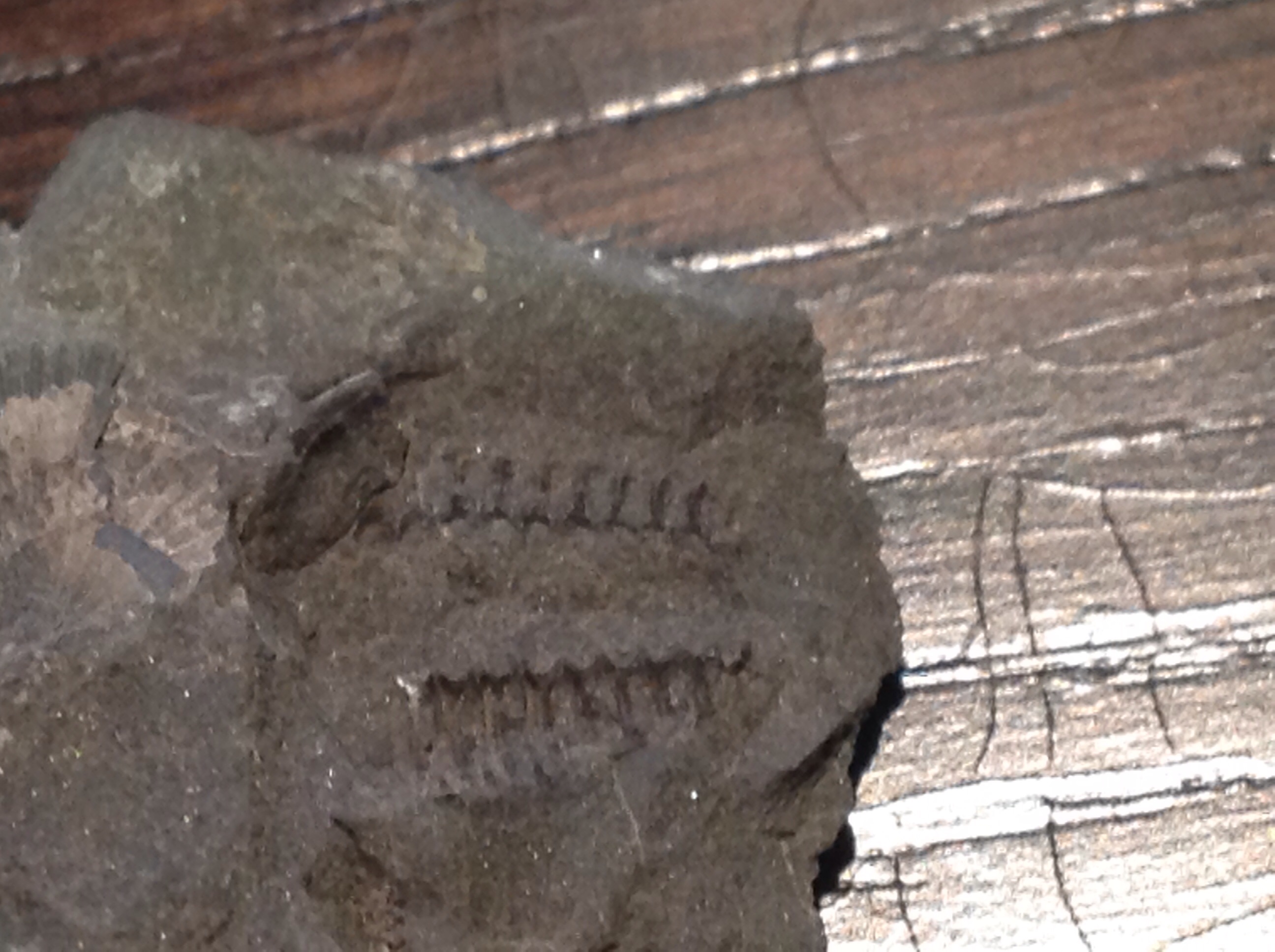 Triarthrus? - Fossil ID - The Fossil Forum