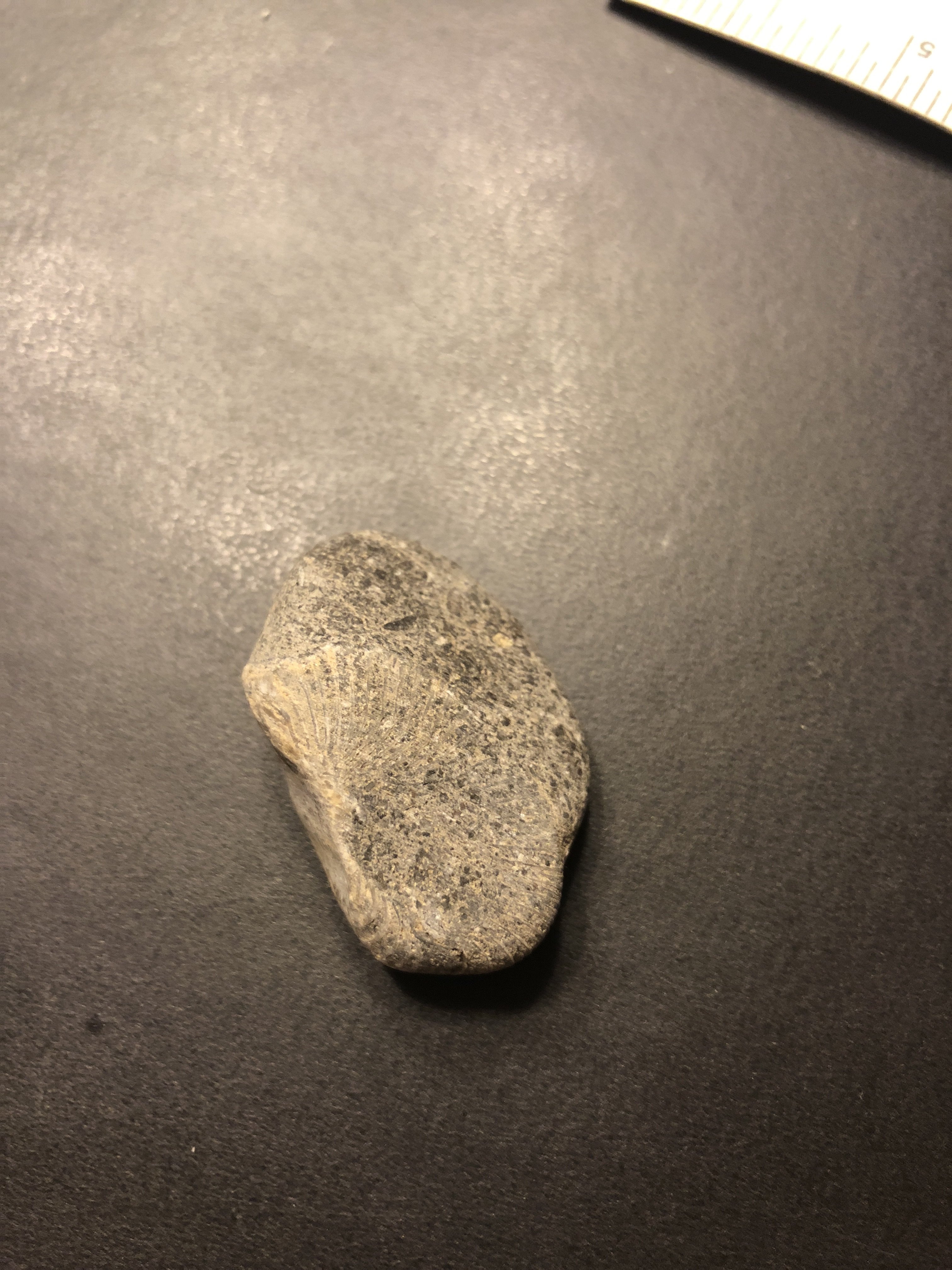 Found fossil ID - Fossil ID - The Fossil Forum