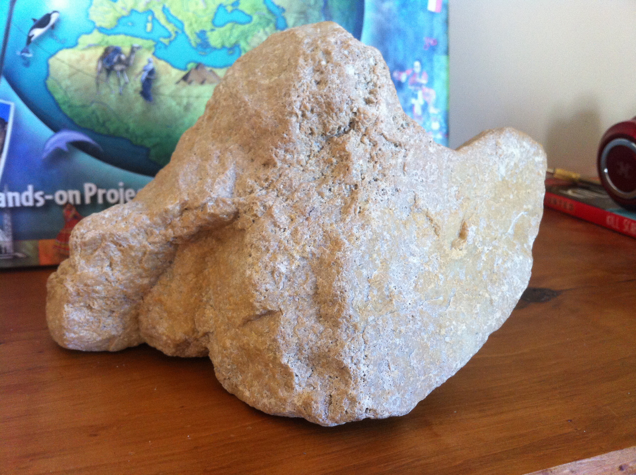 Just Ducky - Fossil ID - The Fossil Forum