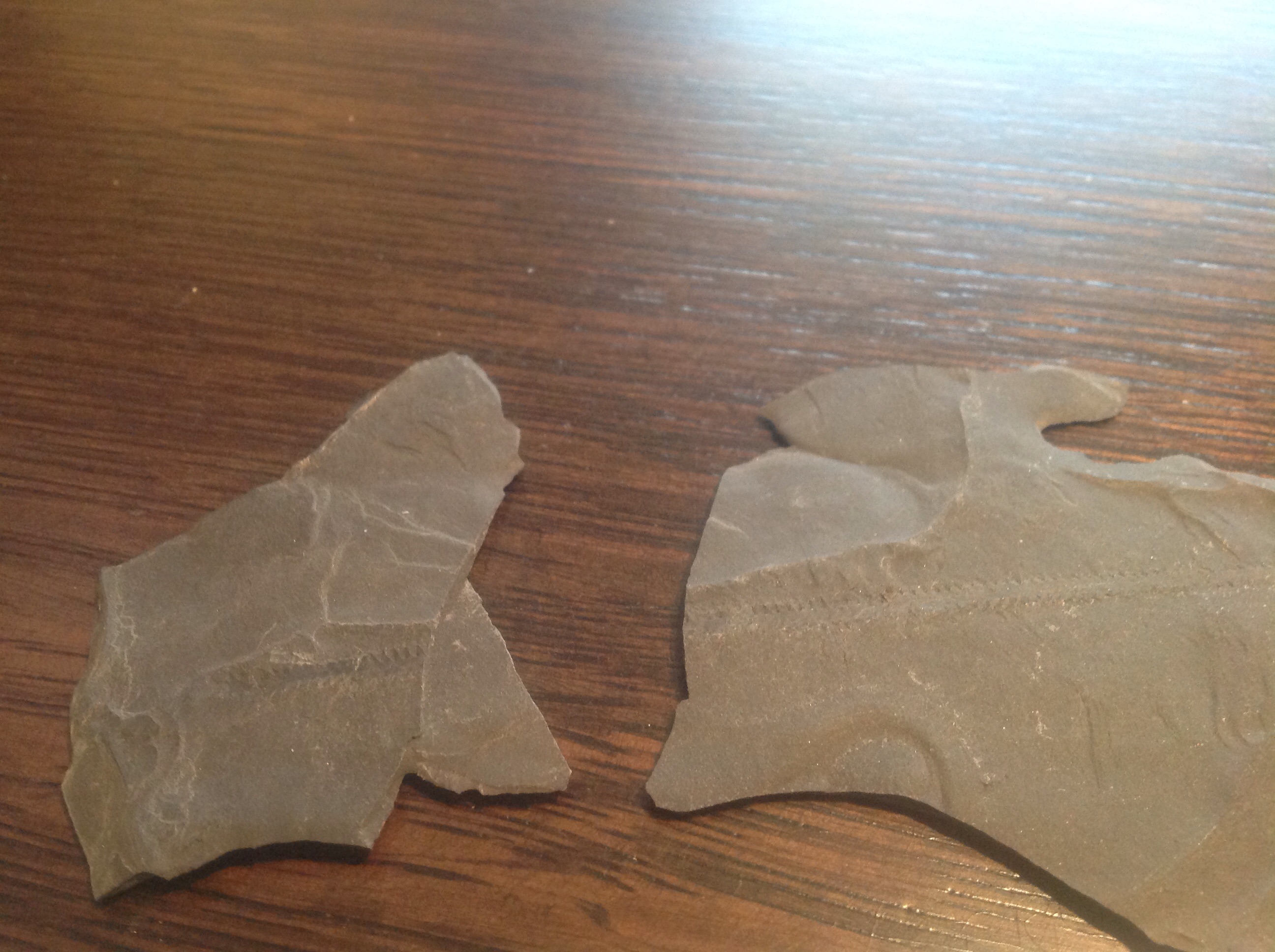 Repairing Fossils In Shale - Questions & Answers - The Fossil Forum