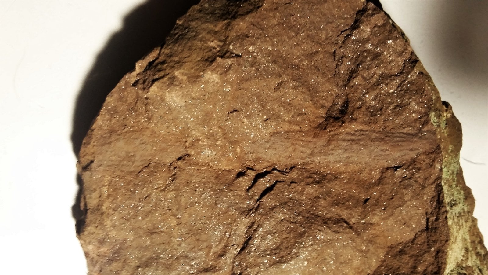 Equisetites sp. - Member Collections - The Fossil Forum